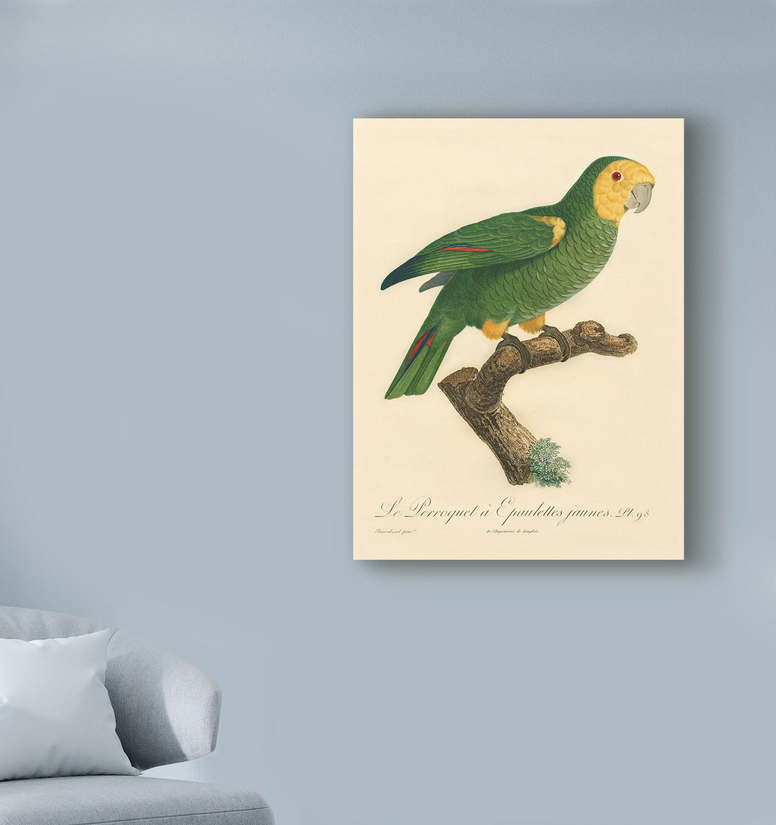 Bay Isle Home " Barraband Parrot " by Barraband - Wayfair Canada