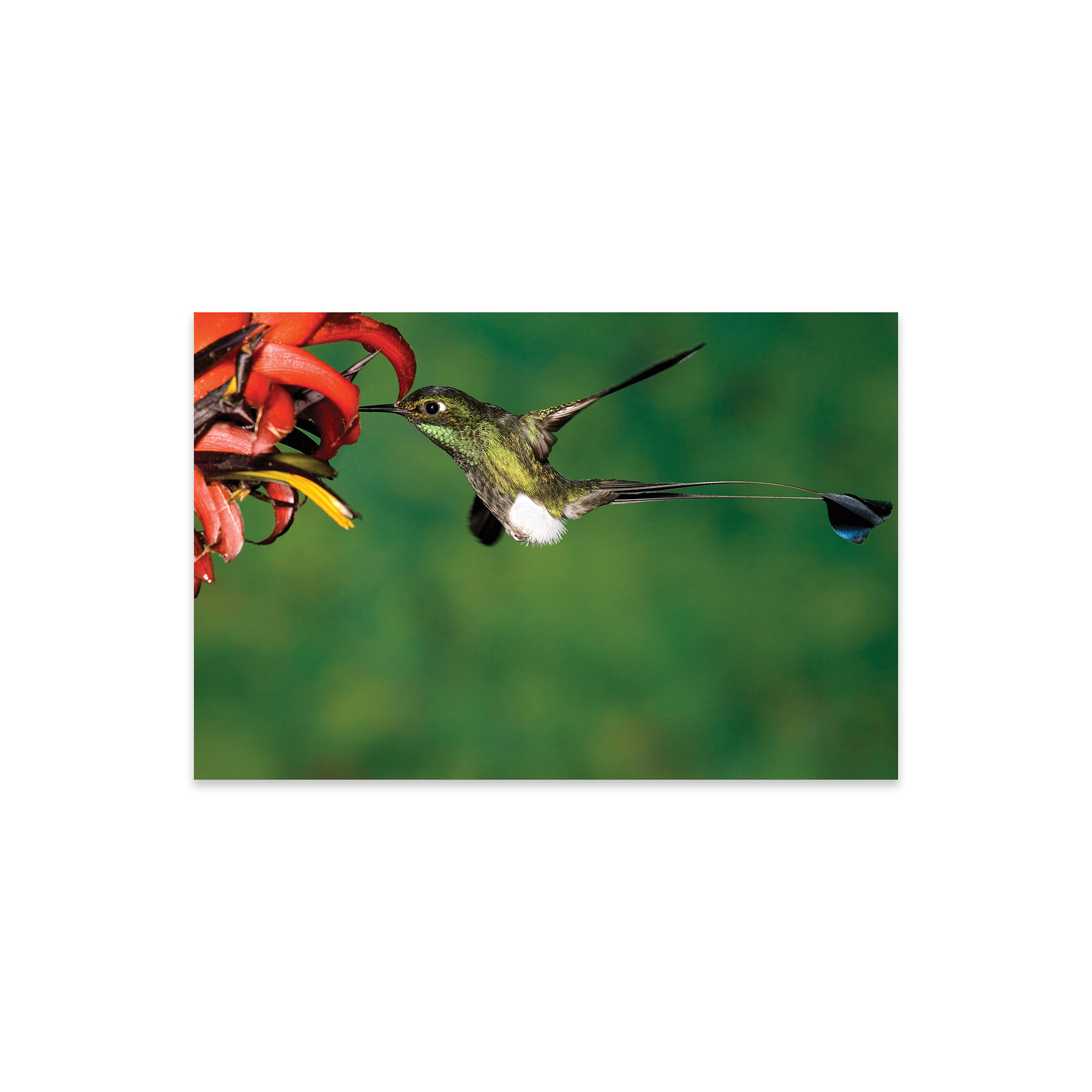 Ebern Designs Booted Racket-Tail Hummingbird Male Feeding At Flower ...