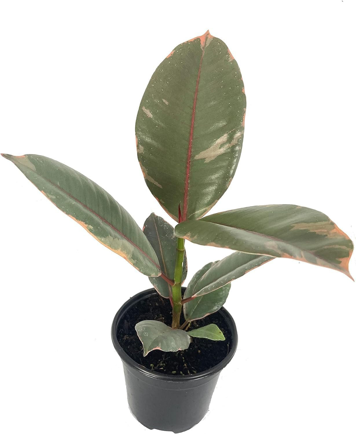 Wekiva Foliage LLC Ruby Ficus Rubber Plant - Live Plant in a 2 Inch Pot ...
