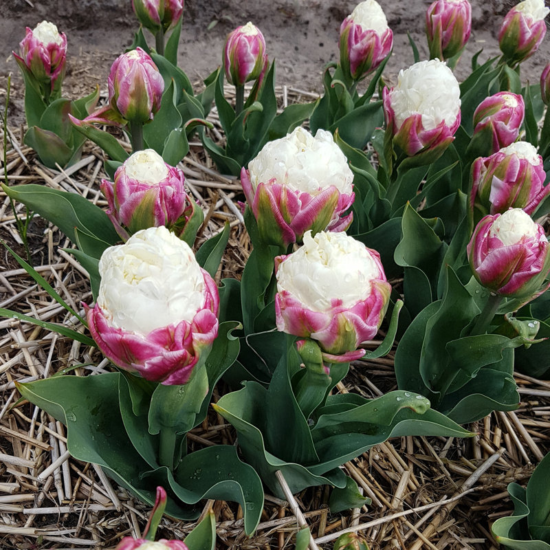 Touch of ECO Double Scoop Ice Cream Tulips - Red & White Flowers - 6 ...