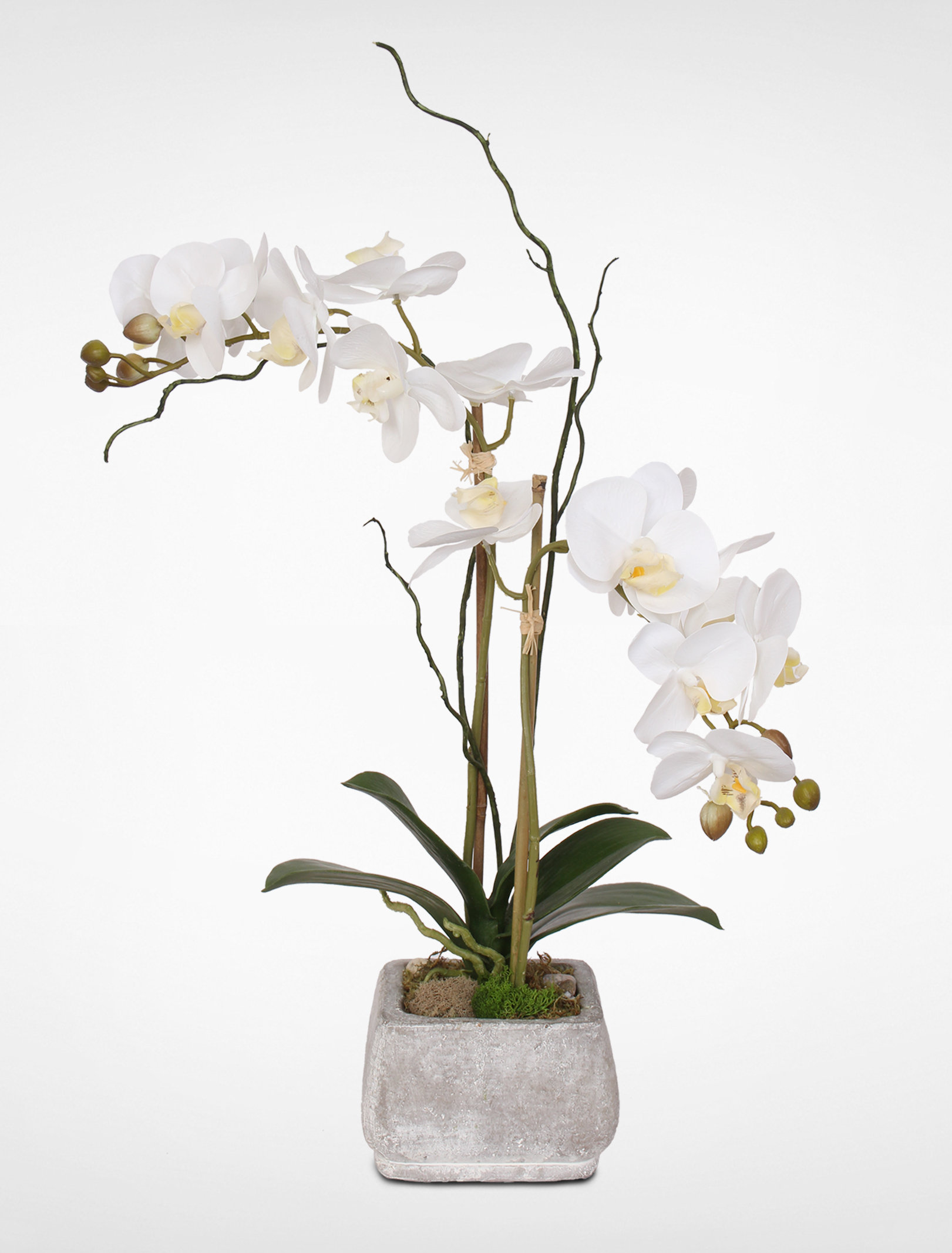 Jenny Silks Real Touch Cream White Phalaenopsis Orchids in a Stone Wash ...