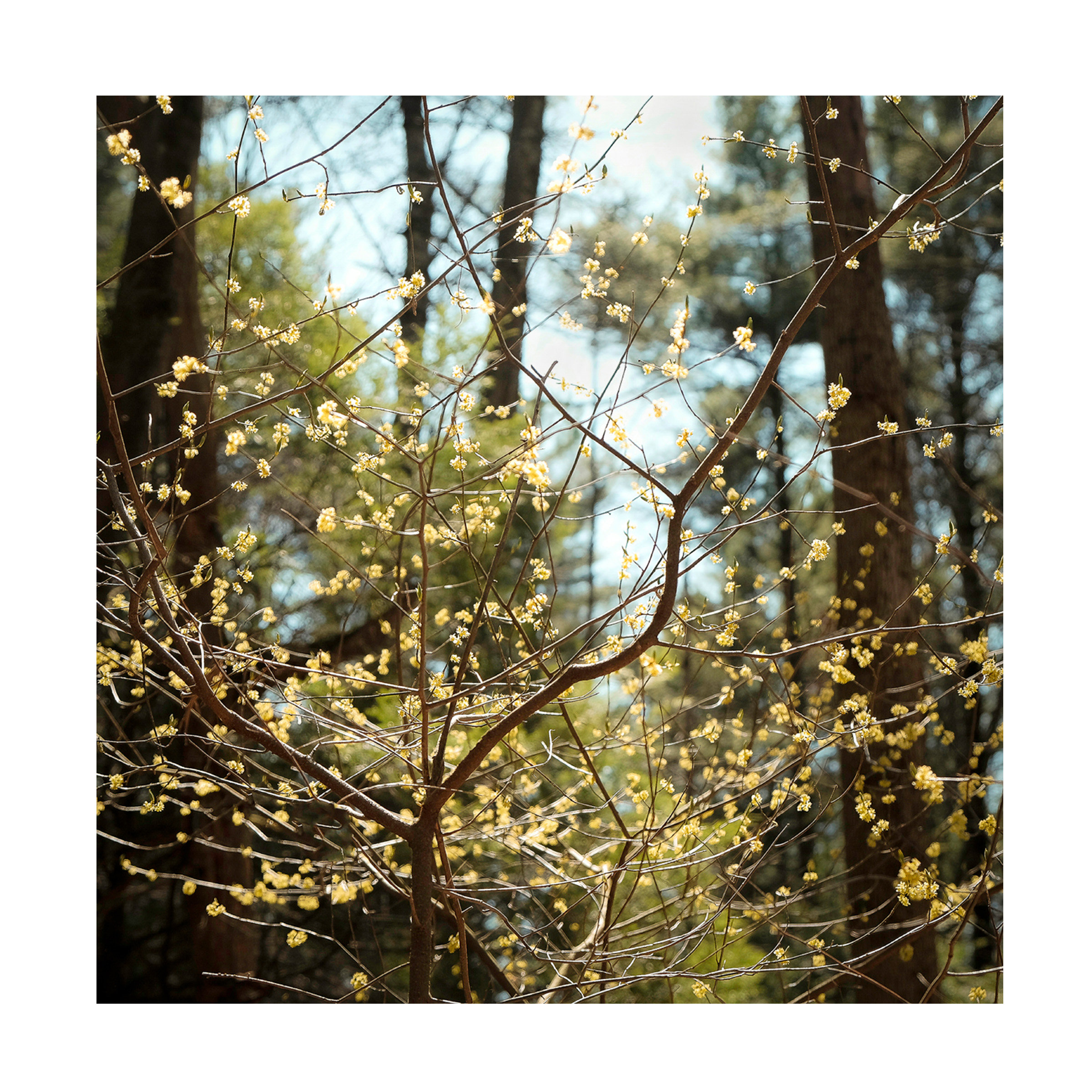 Red Barrel Studio® Spring On Canvas by Kelly Sinclair Print | Wayfair