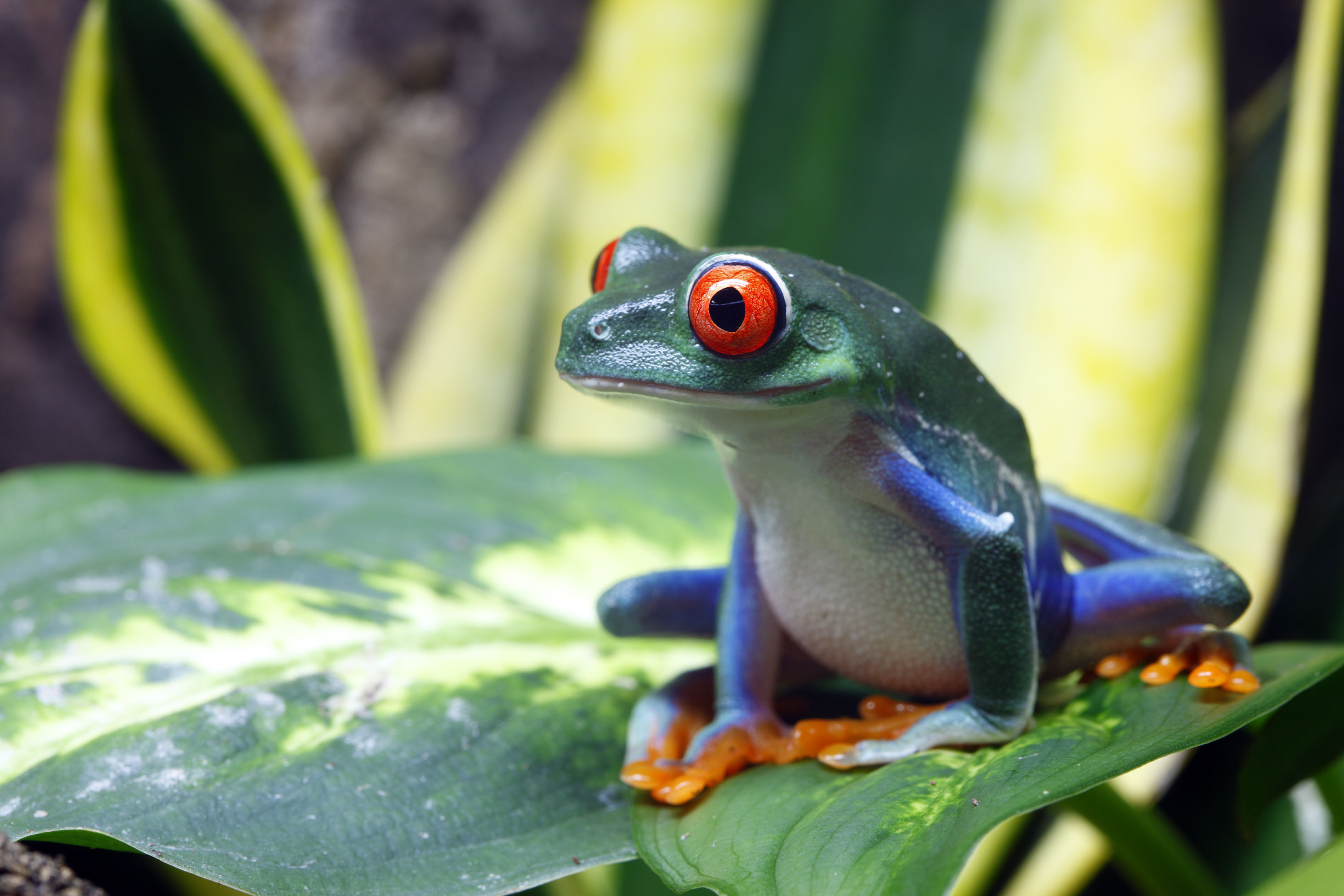 Ebern Designs Carias Red-Eyed Tree Frog by Abdesign - Print - Wayfair ...
