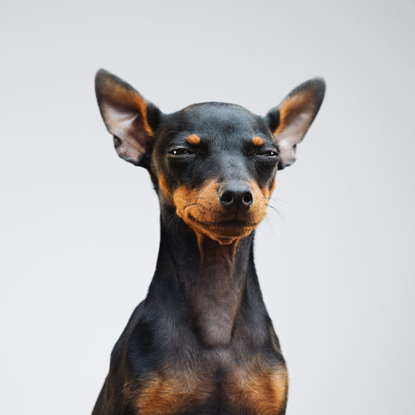 17 Stories Cute Miniature Pinscher Dog by SensorSpot - No Frame Art ...