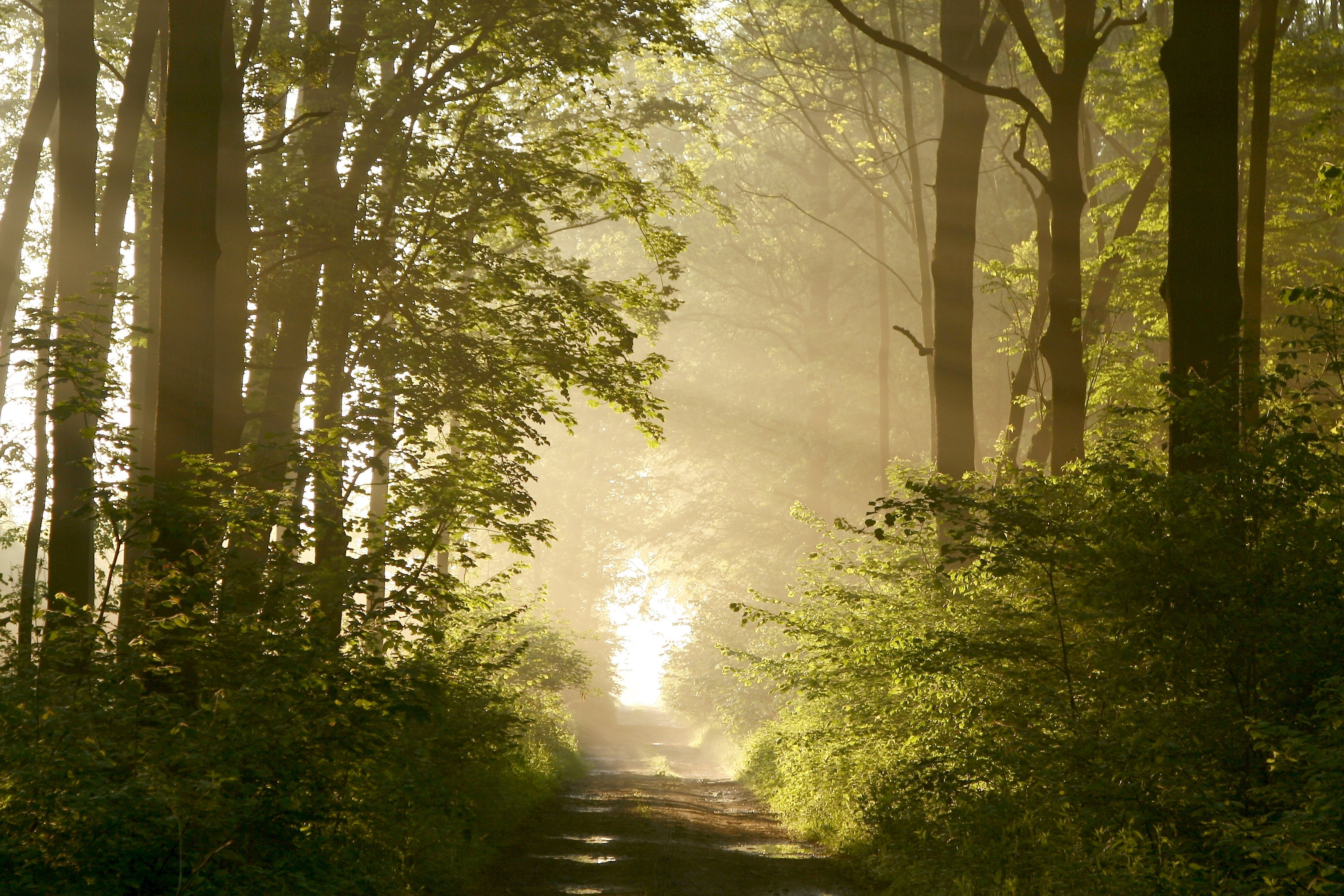 Millwood Pines Path Through Misty Woods at Sunrise - Wrapped Canvas ...
