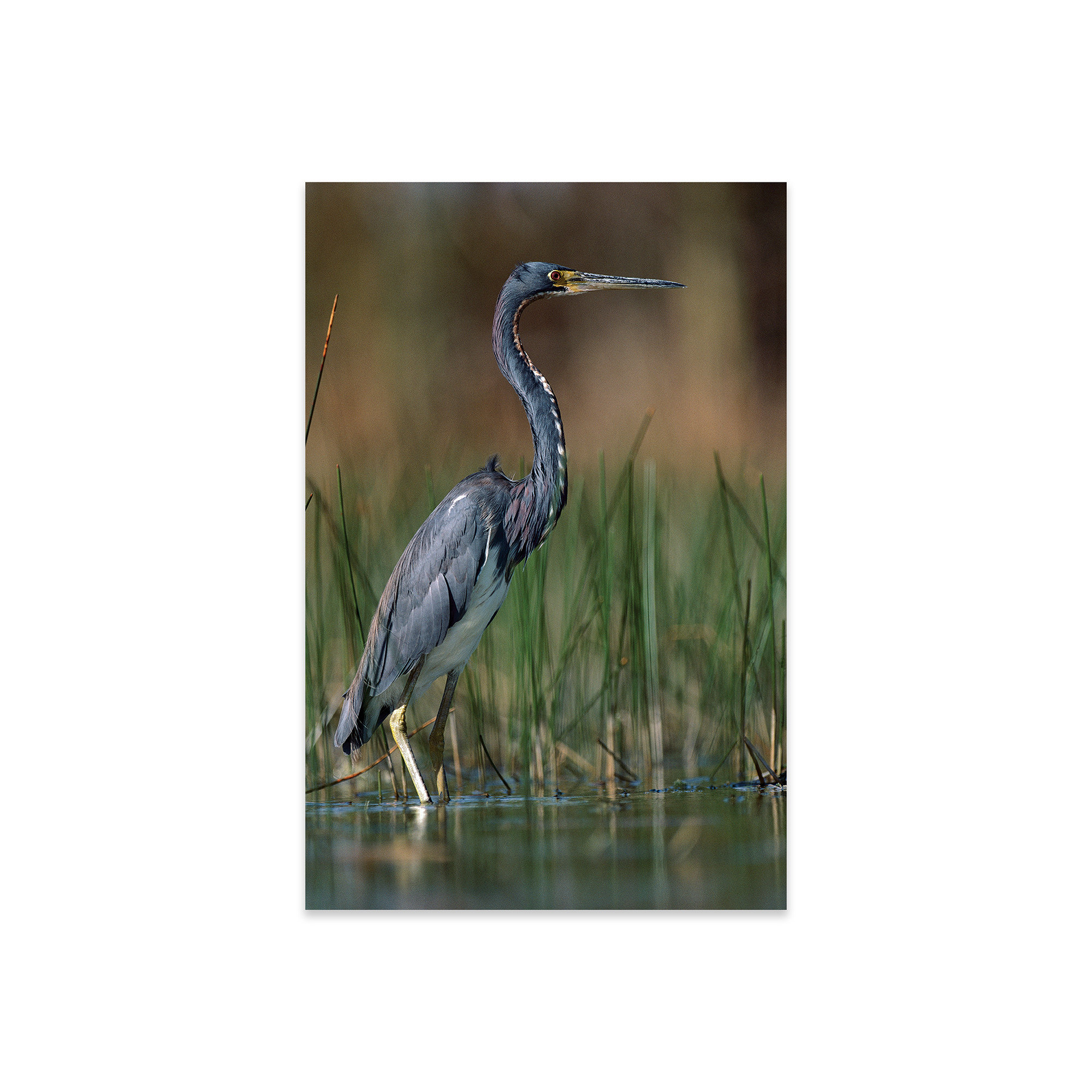 Dovecove Gaylor Tricolored Heron Wading, North America On Plastic ...