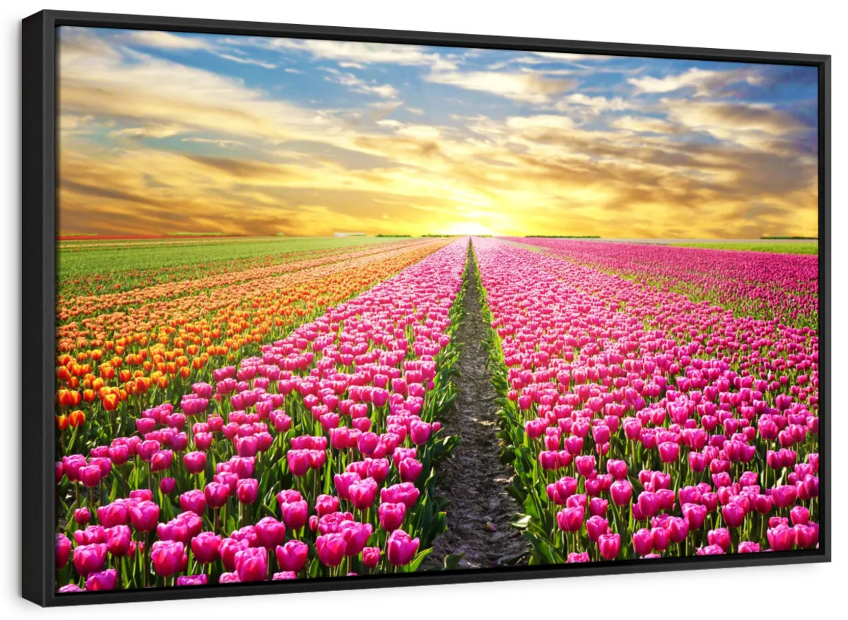 Gracie Oaks Tulip Flower Field Canvas Print | Wayfair