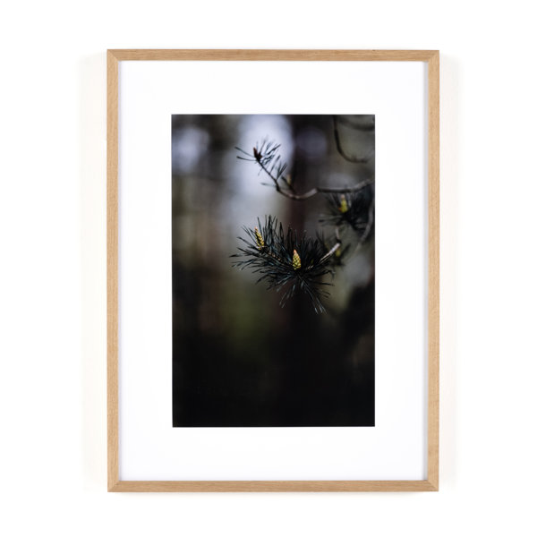 Loon Peak® Glyda Up Close Framed On Paper by Annie Spratt Photograph ...