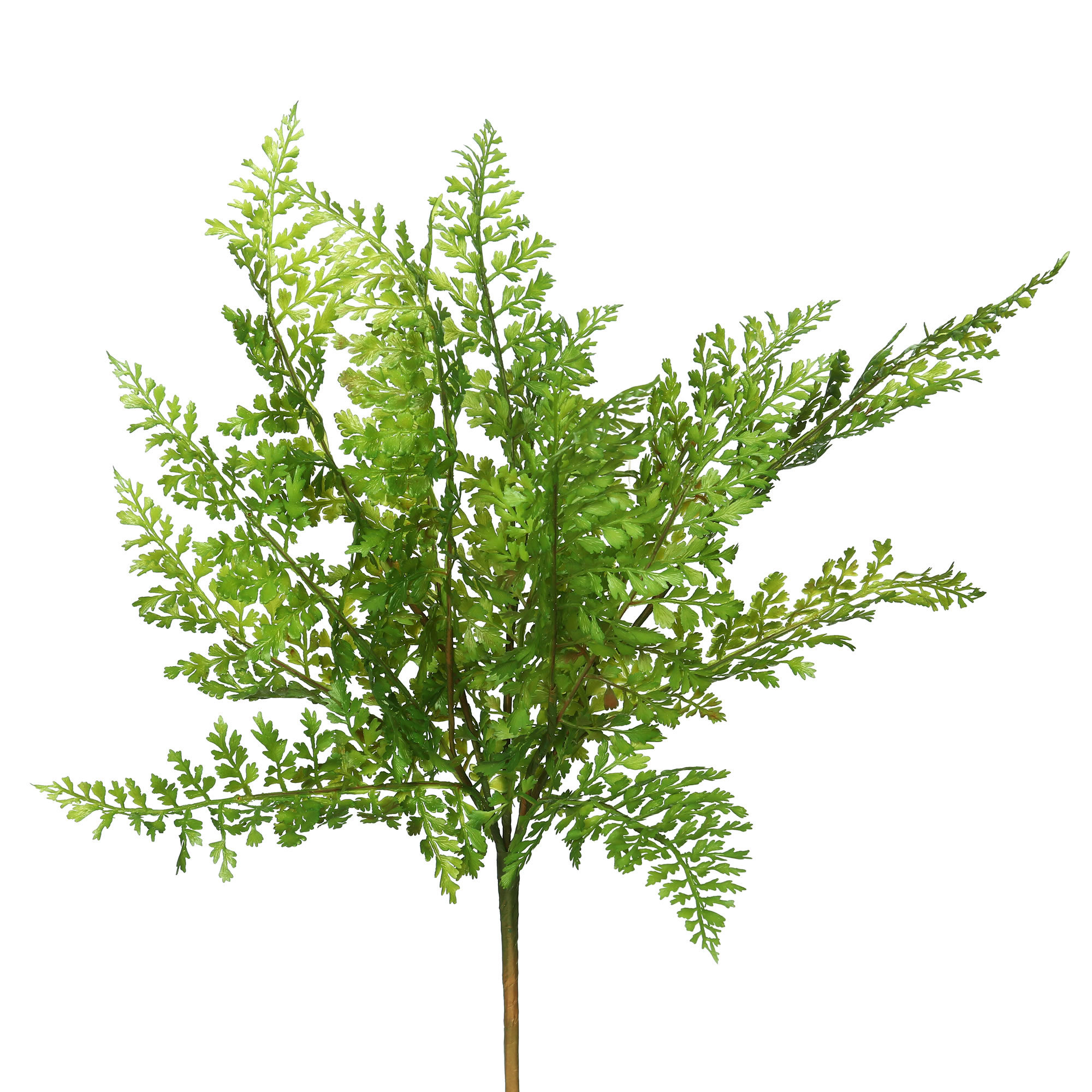 The Twillery Co. Fern Stems & Reviews - Wayfair Canada