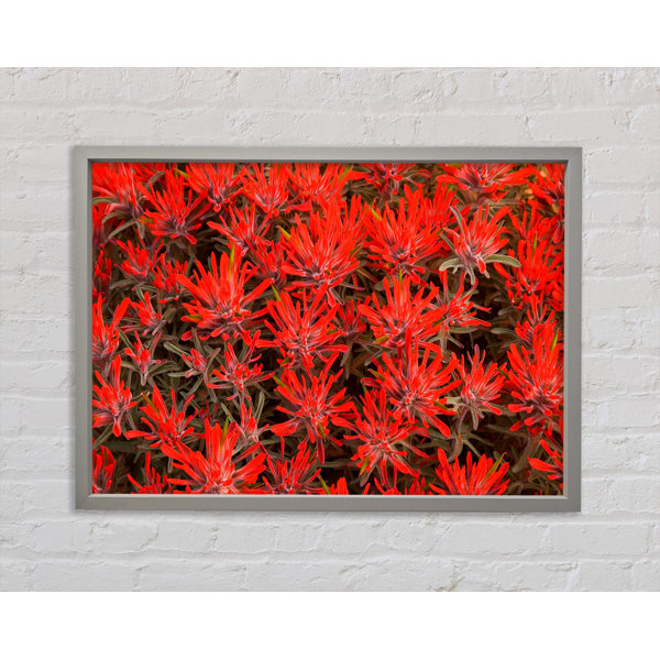Bright Star Red Paintbrush Utah - Single Picture Frame Art Prints on ...