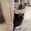 Prestige Cat Trees 56" Double Scratching Post Cat Condo & Reviews | Wayfair