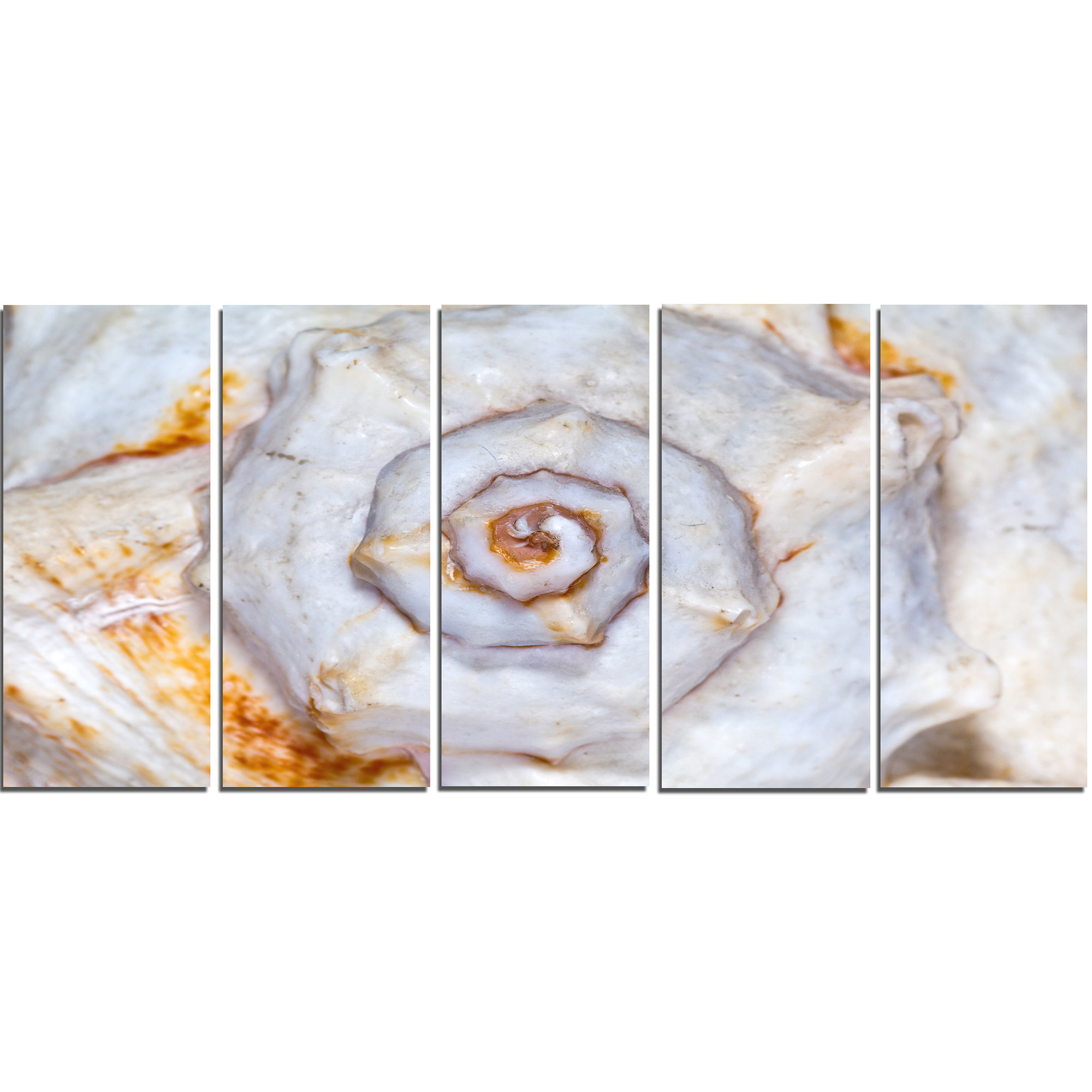 Design Art 'Great Skeleton of Sea Shell' 5 Piece Photographic Print on ...