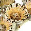 Primrue 8-12" Frosted Basil Rosette Compacta - Sleeved 7 stems, Dried ...