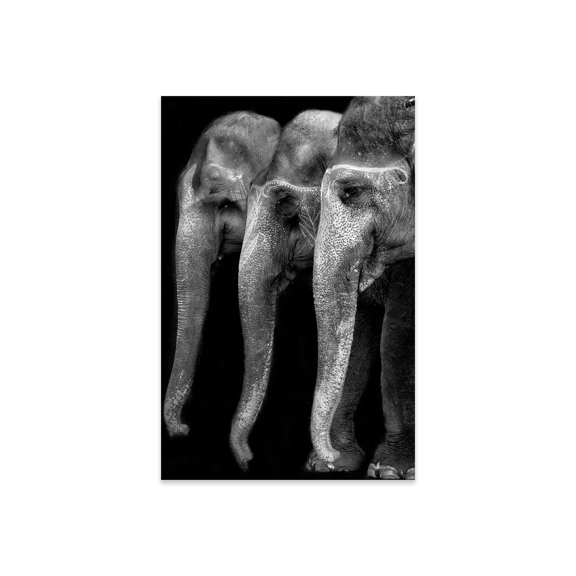 Dakota Fields Nature's Great Masterpiece: An Elephant, The Only ...