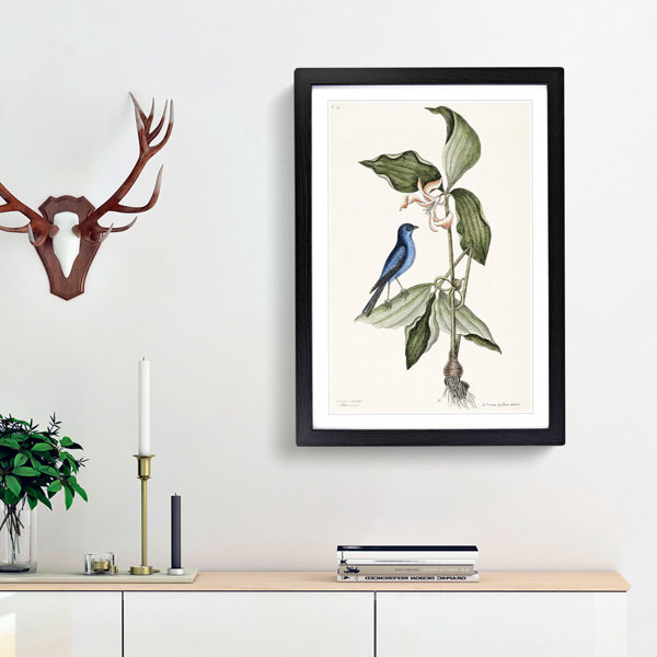 East Urban Home Blue Linnet Bird by Mark Catesby - Picture Frame ...