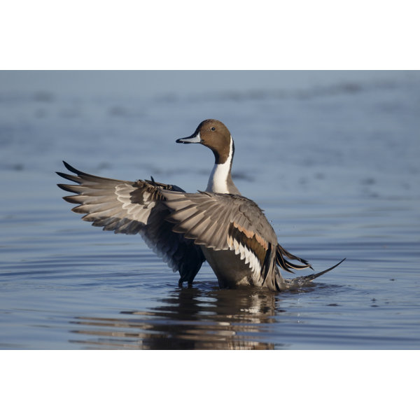 Brambly Cottage Northern Pintail by MikeLane45 - Wrapped Canvas Print ...