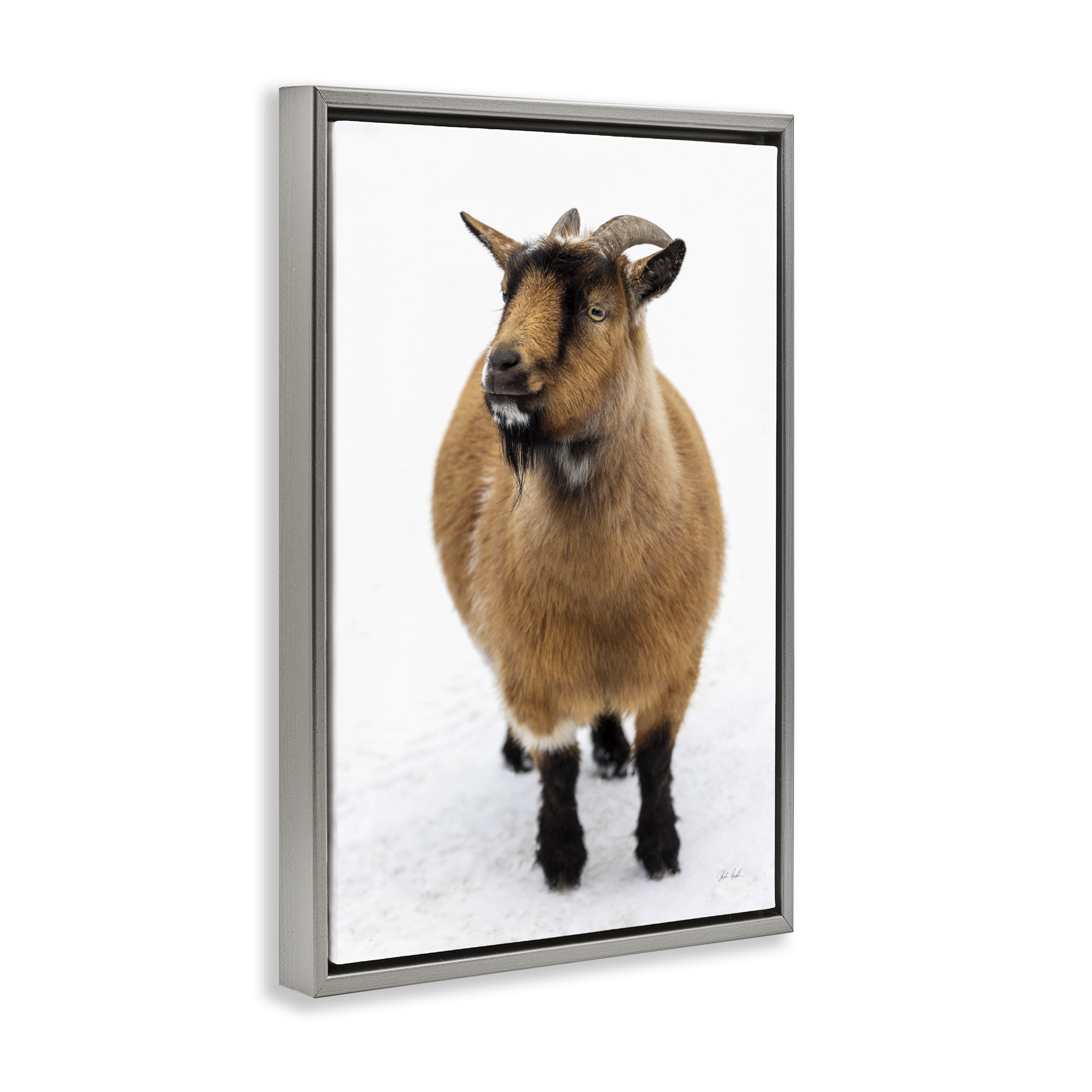Latitude Run® Little Goat Floating Frame, design by Deborah Revell ...