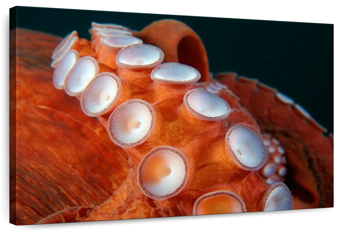 Ebern Designs Brampt Japanese Octopus Tentacles | Wayfair
