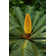 Bay Isle Home Plants, Sago Cycad by MirekKijewski - Wrapped Canvas Art ...