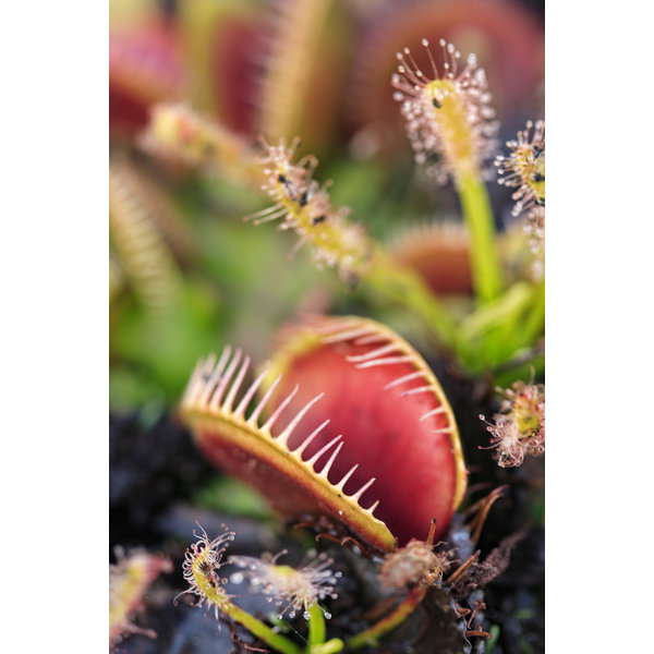 Ebern Designs Venus Flytrap by Lovleah - Wrapped Canvas Photograph ...