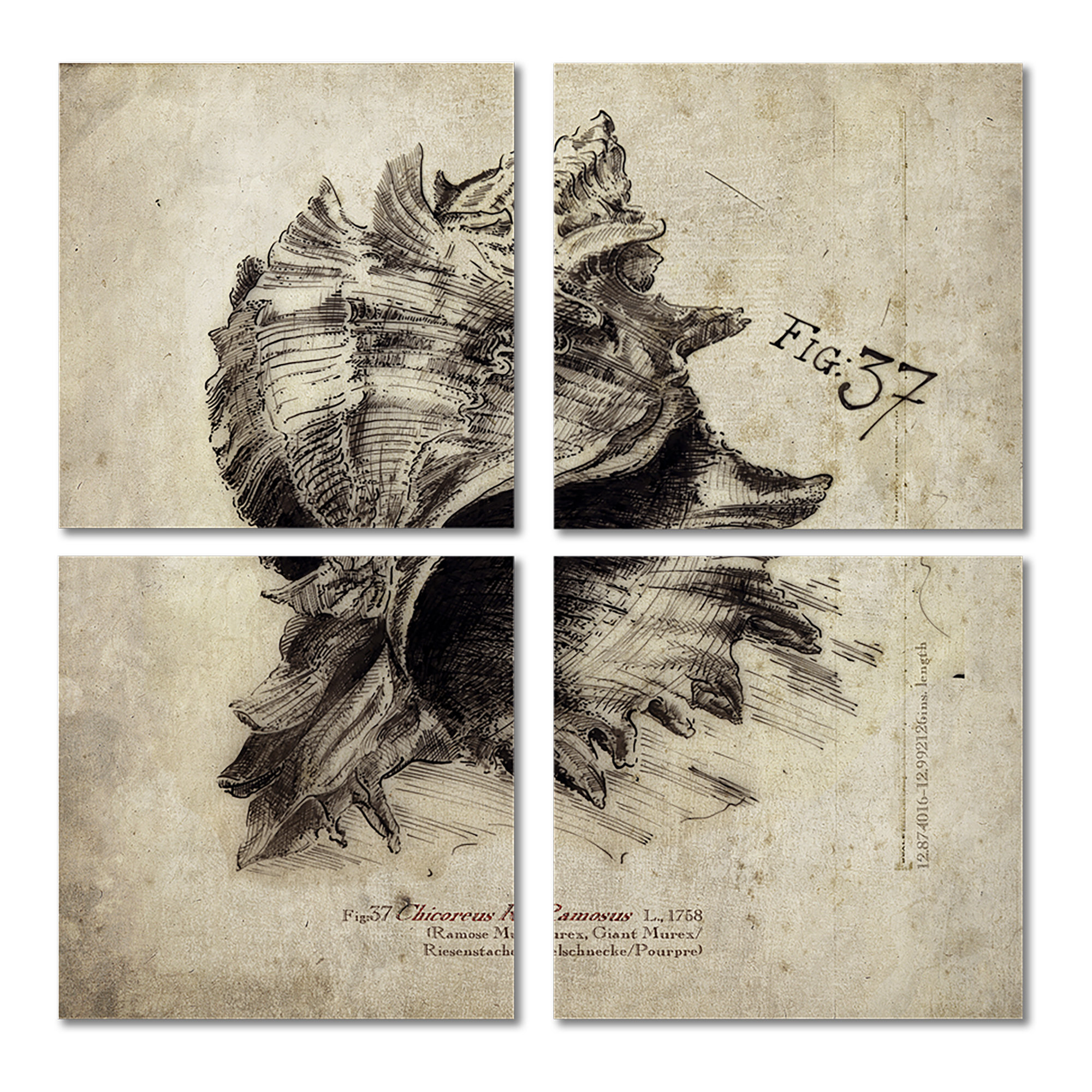 Rosecliff Heights Sea Shell Old Style Sketch I - Coastal-Animal Canvas ...
