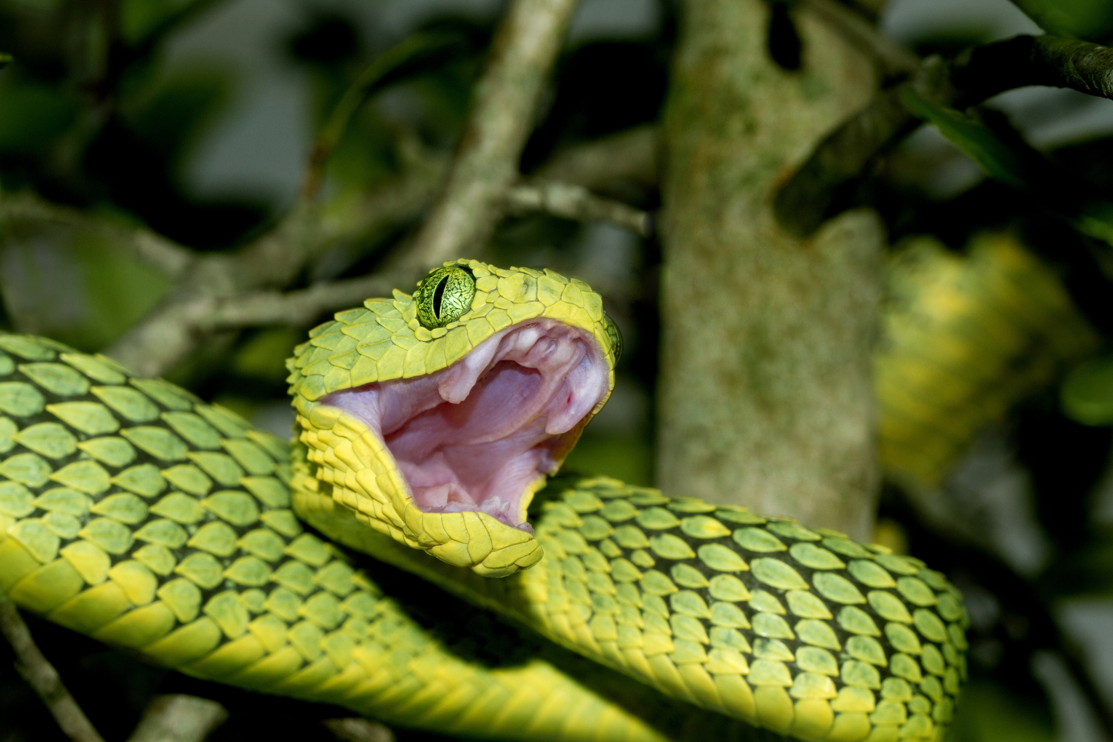 Ebern Designs African Green Bush Viper by Mark Kostich | Wayfair