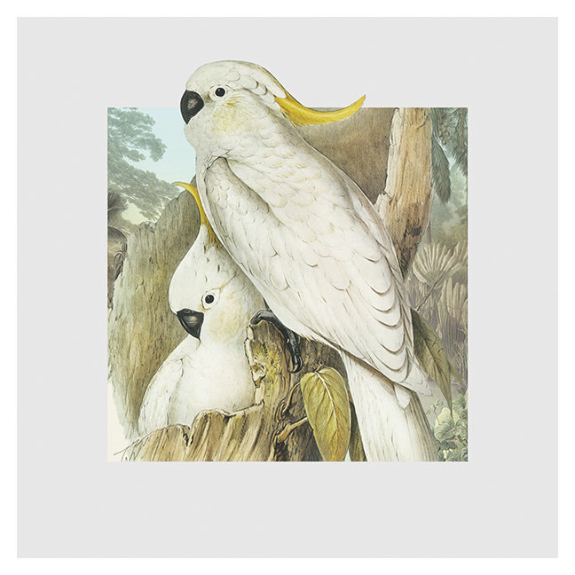 Bay Isle Home™ Parrot Partners On Canvas Print | Wayfair
