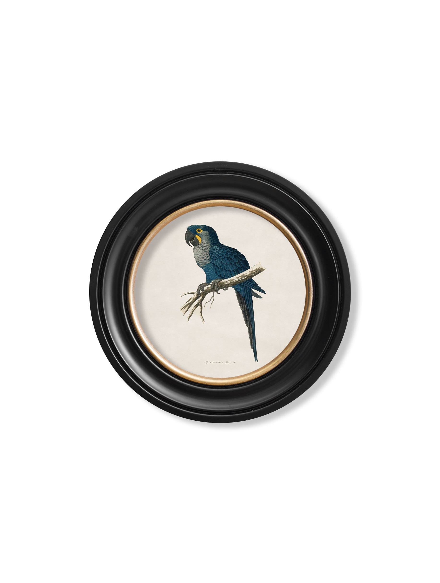 17 Stories Hyacinthe Macaw by Mid-1800s - Single Picture Frame Print on ...