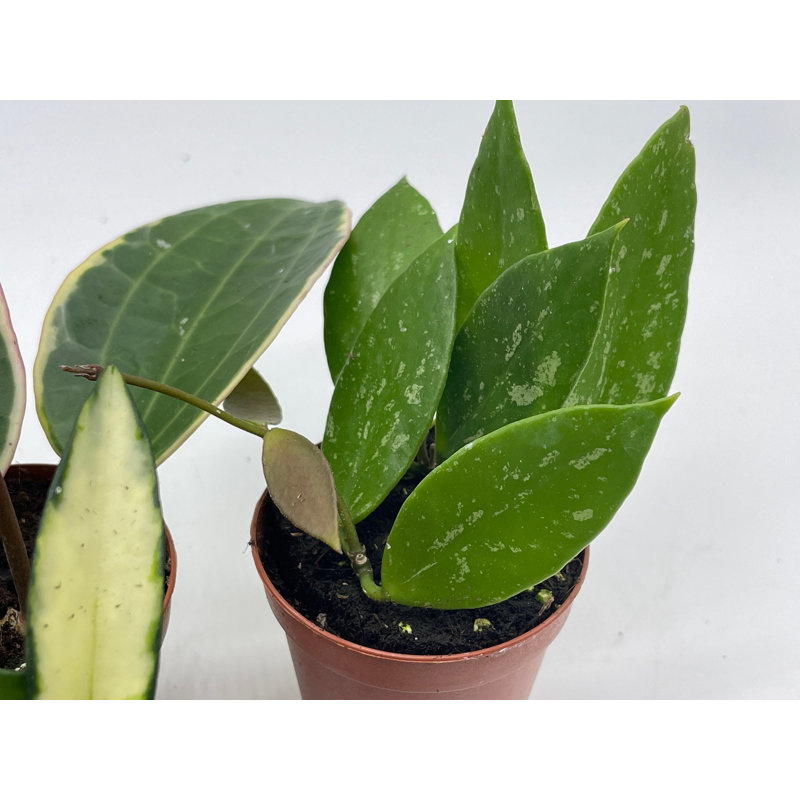 Florida House Plants Hoya Variety Assortment Plant Set Premium Set ...