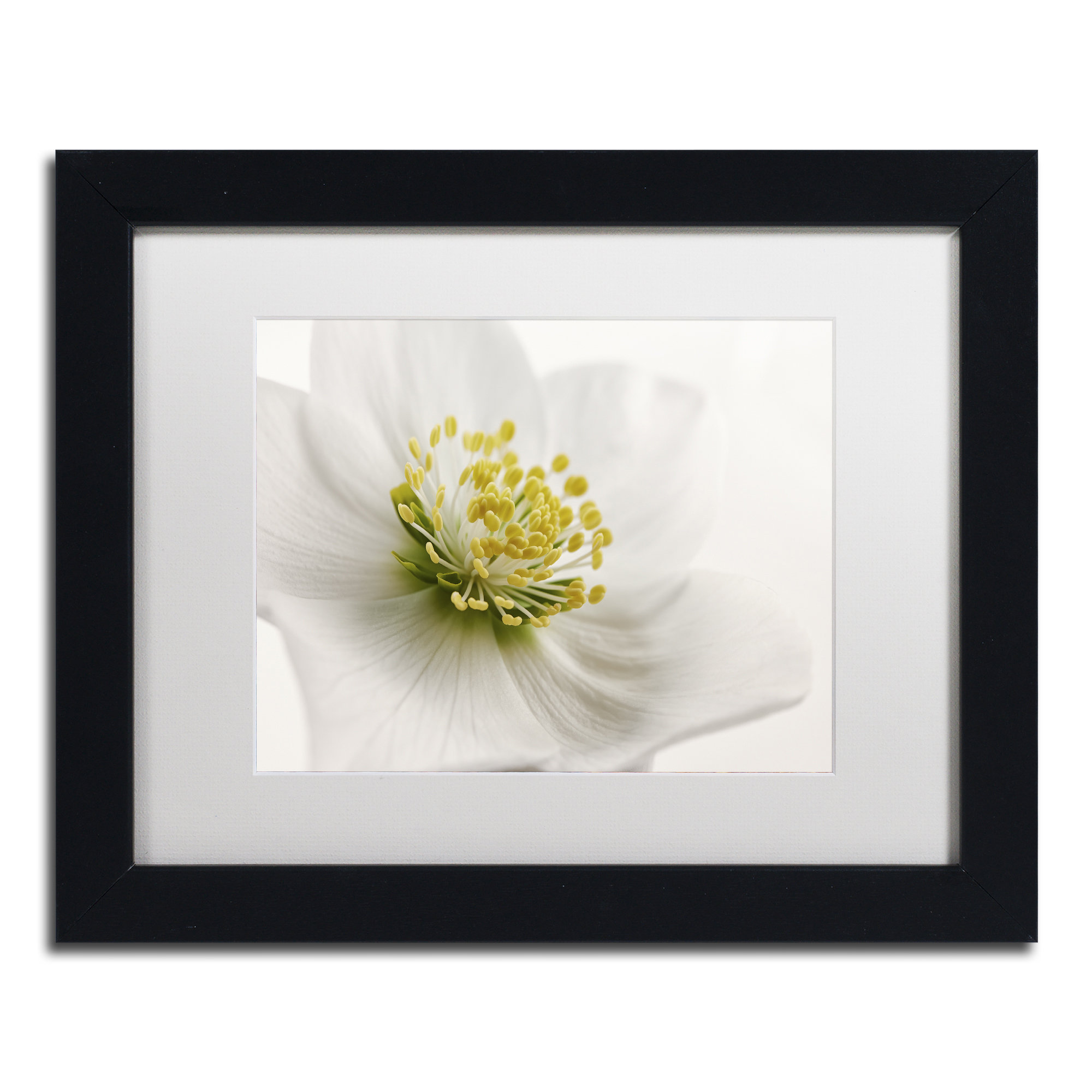 Ebern Designs 'White Helleborus' Framed Photographic Print | Wayfair