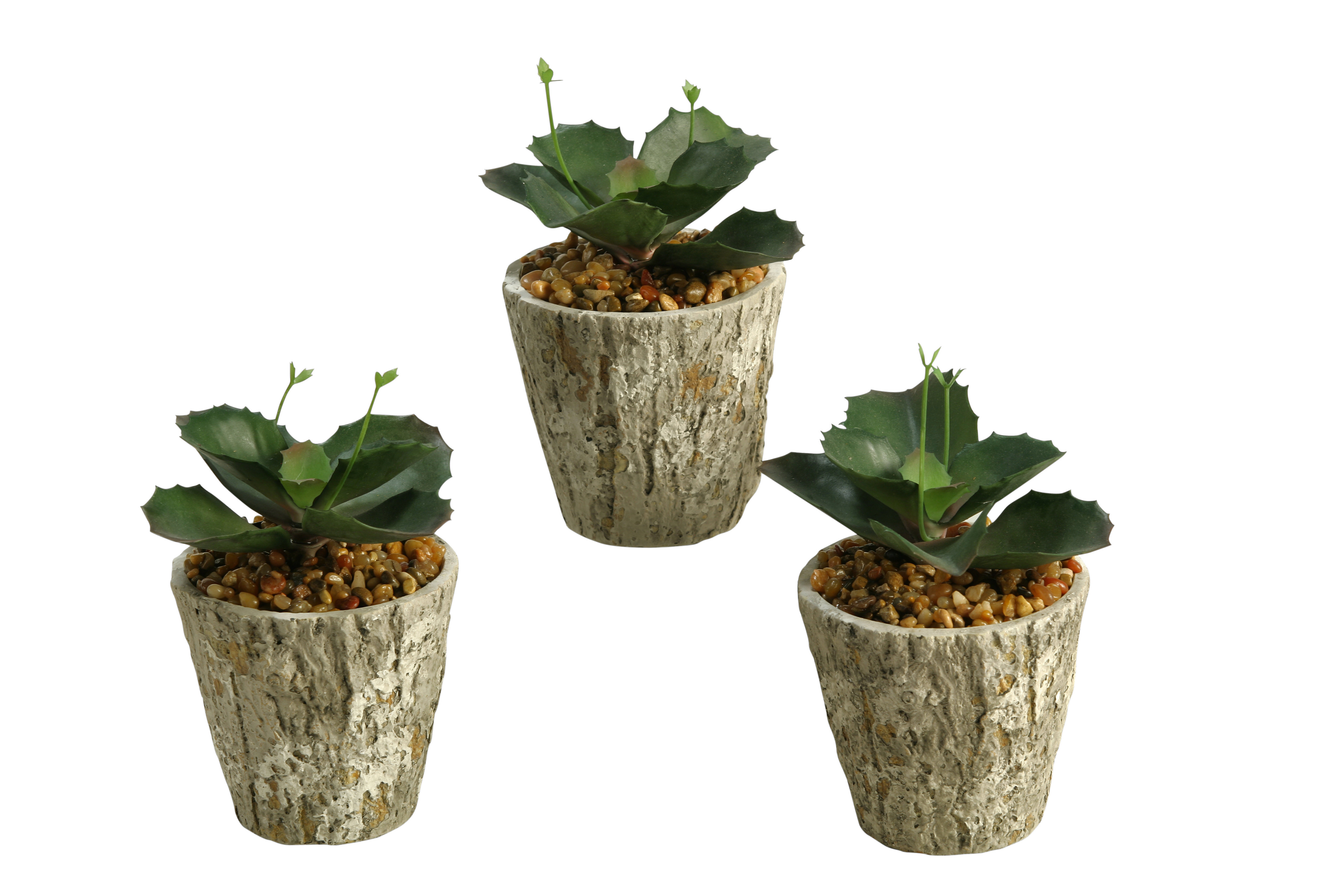 Union Rustic Wild Succulent Plant in Planter | Wayfair