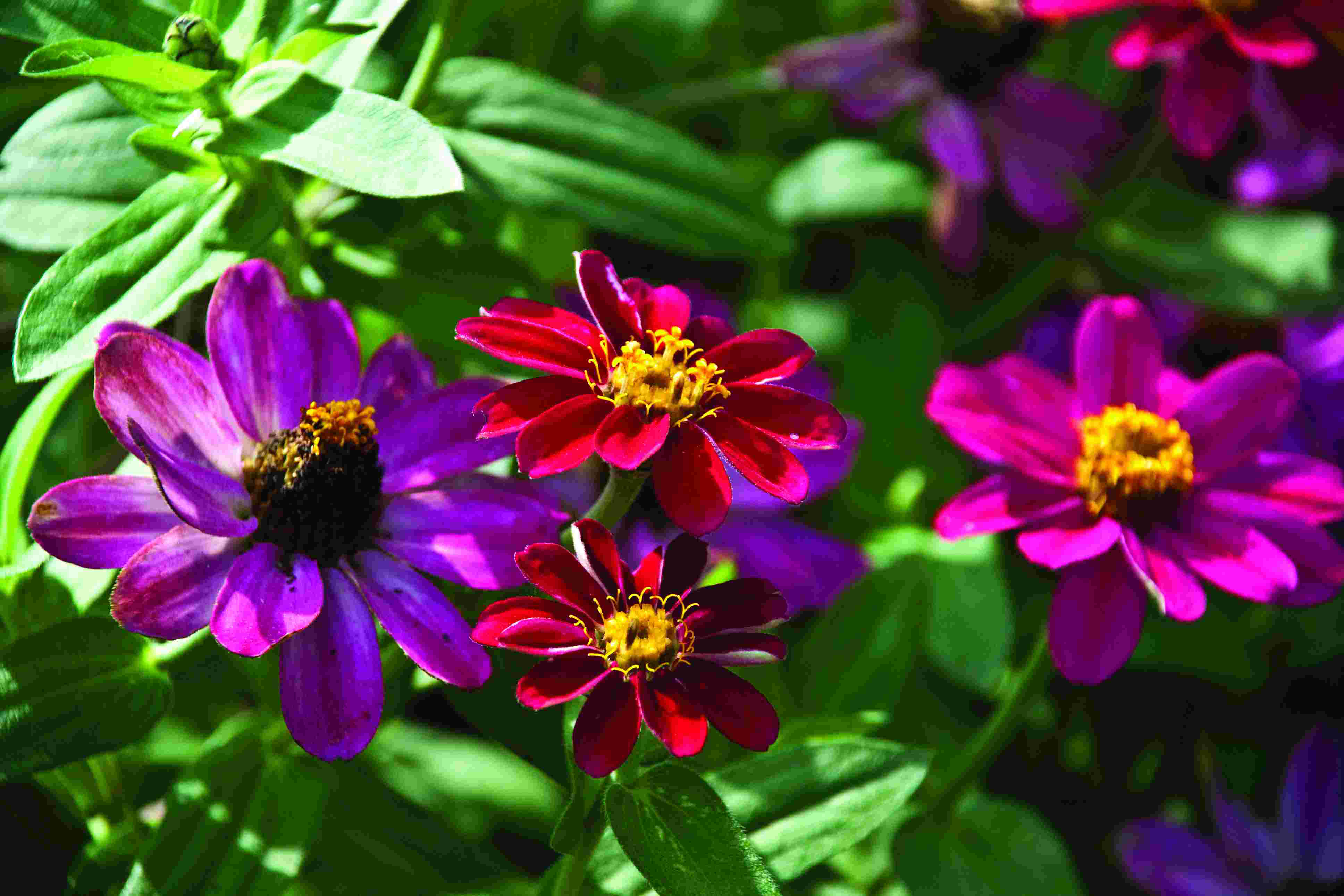 Winston Porter Magenta Wild Flowers - Wrapped Canvas Photograph | Wayfair