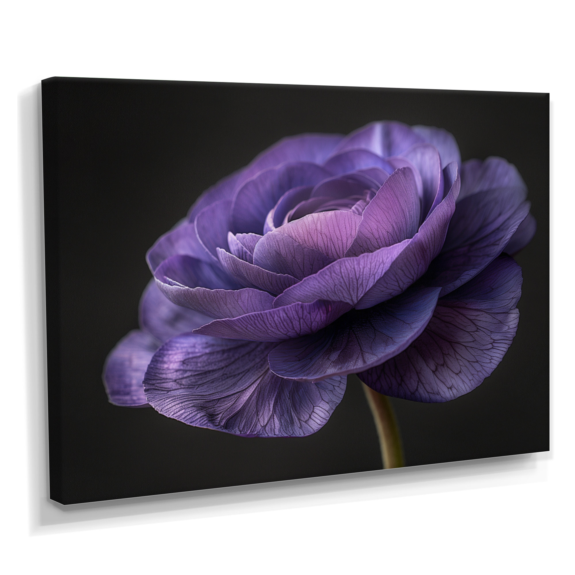 Latitude Run® Black And Purple Ranunculus Nature Nuance I - Ranunculus ...
