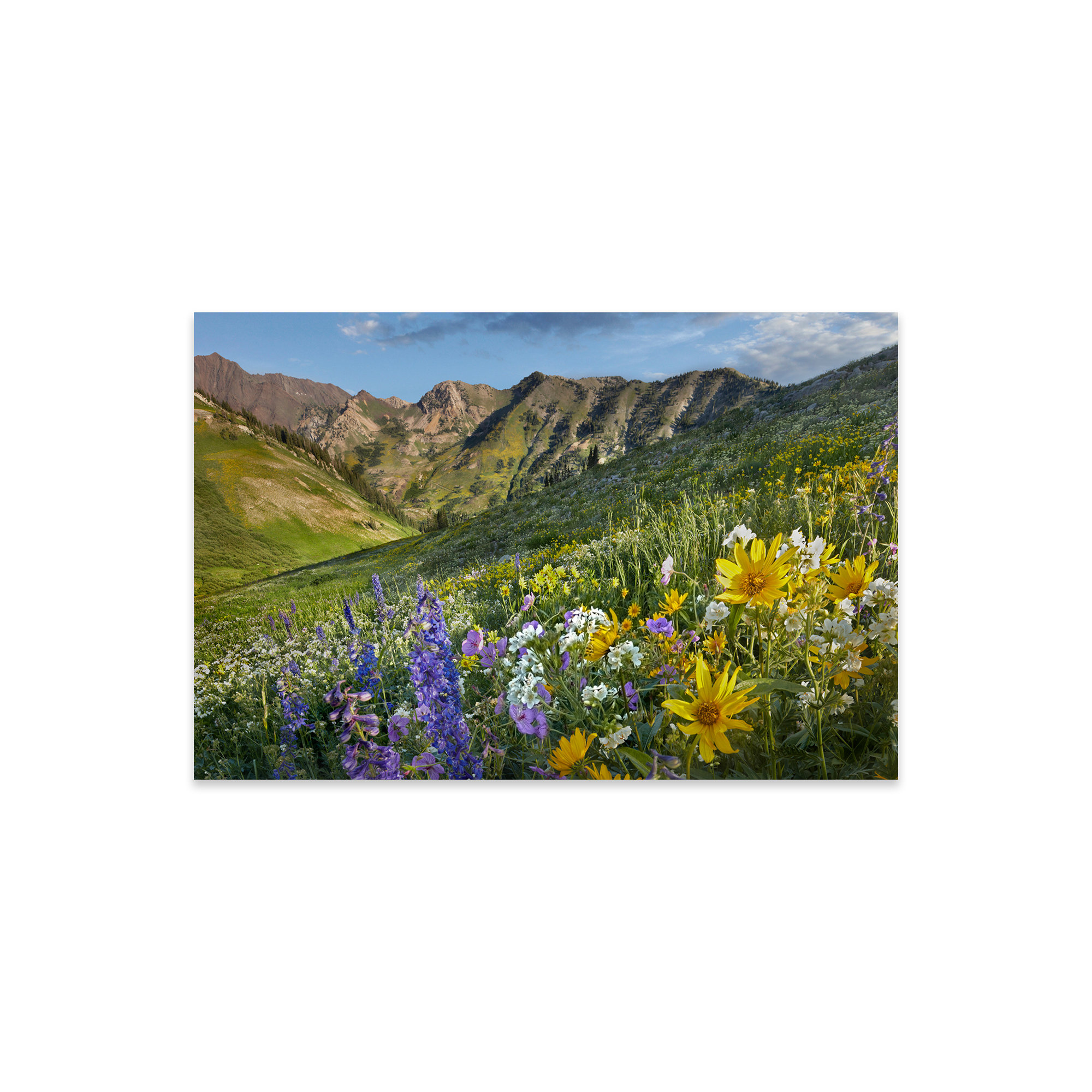 Millwood Pines Arfath Larkspur and Sunflowers, Albion Basin, Wasatch ...
