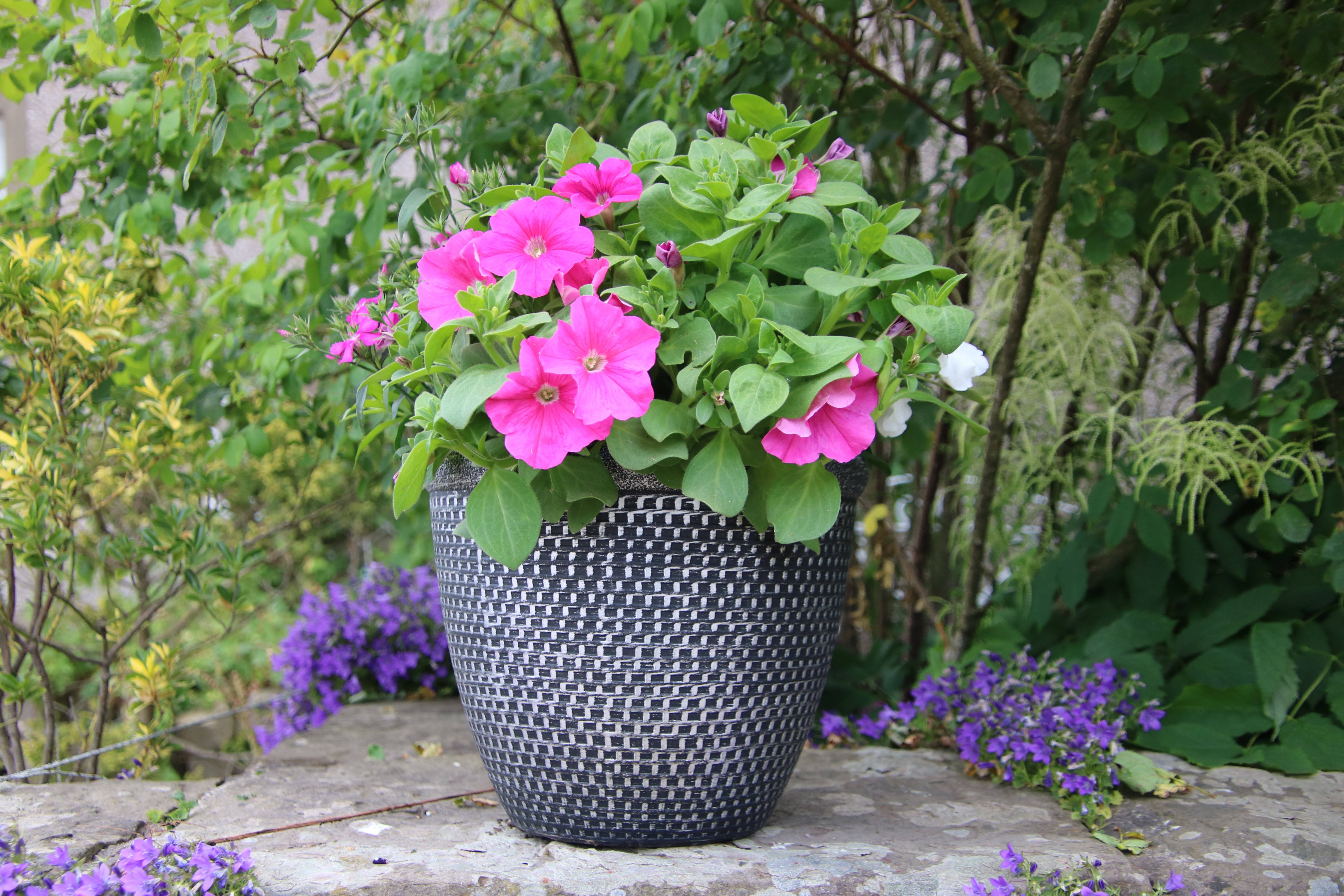 Trent Austin Design Hamish Plastic Plant Pot & Reviews | Wayfair.ie