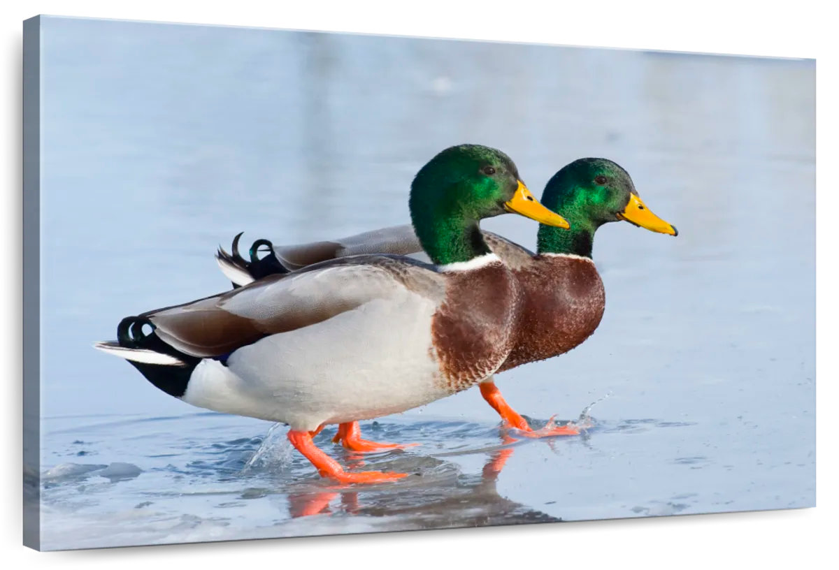 Elephant Stock Mallard Duck Duo | Wayfair