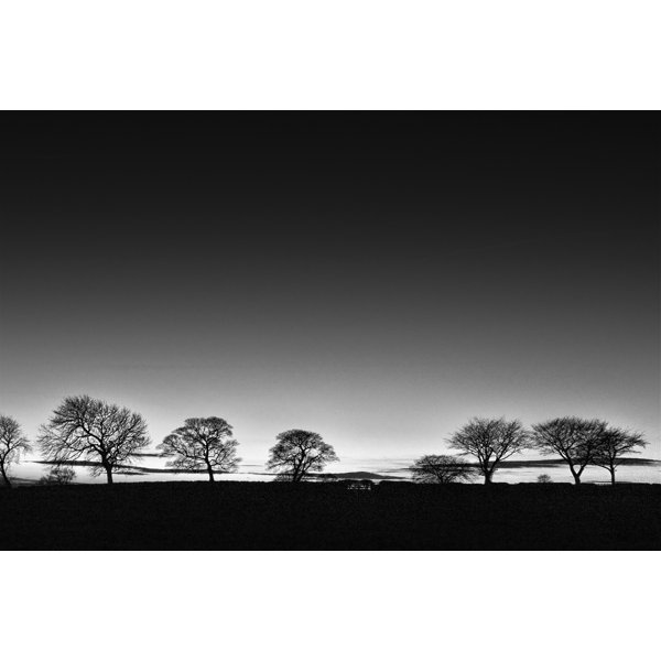 Union Rustic Treeline Light by Martin Henson - Wrapped Canvas Print ...