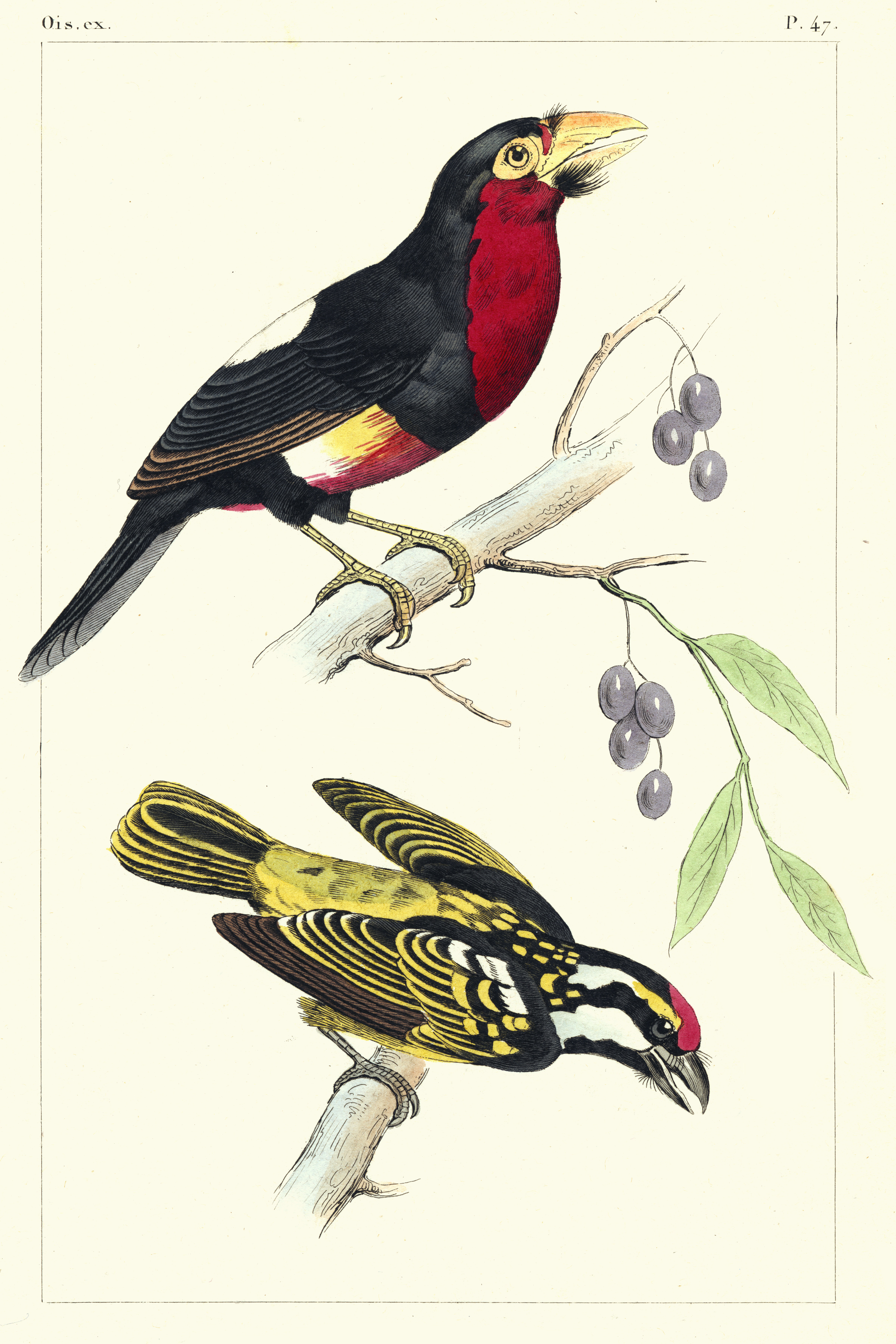 Rosalind Wheeler Lemaire Birds IV by C.L. Lemaire - Painting | Wayfair ...