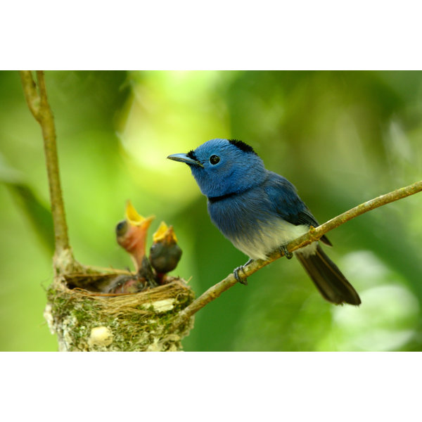 Ebern Designs Black-Nape Monarch On Canvas by Cowboy5437 Print ...