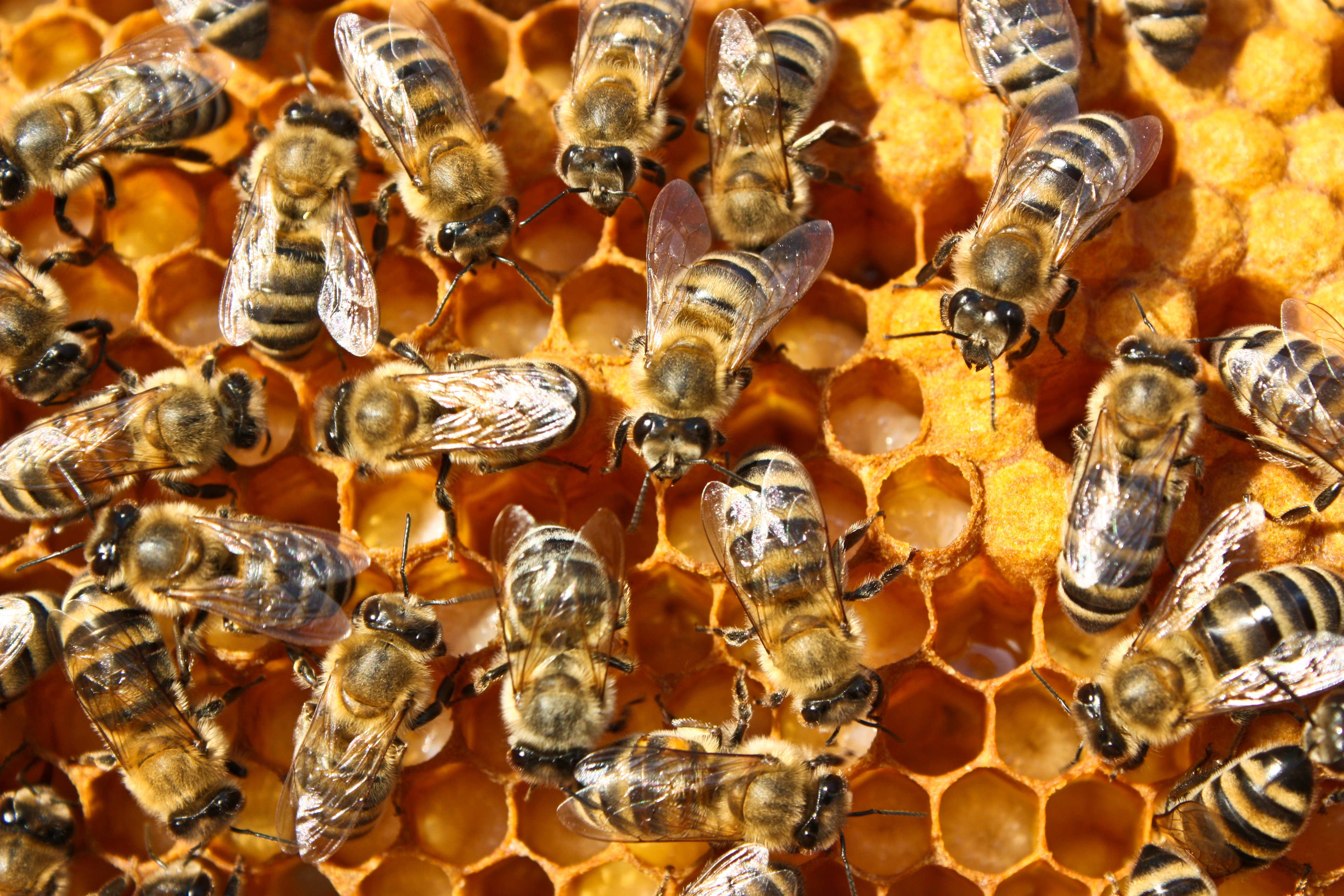 17 Stories Arabela Bees by Inventori - Wrapped Canvas Photograph ...