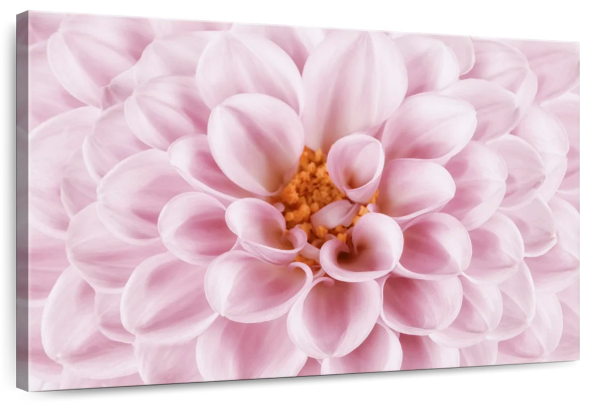 Elephant Stock Baby Pink Dahlia | Wayfair