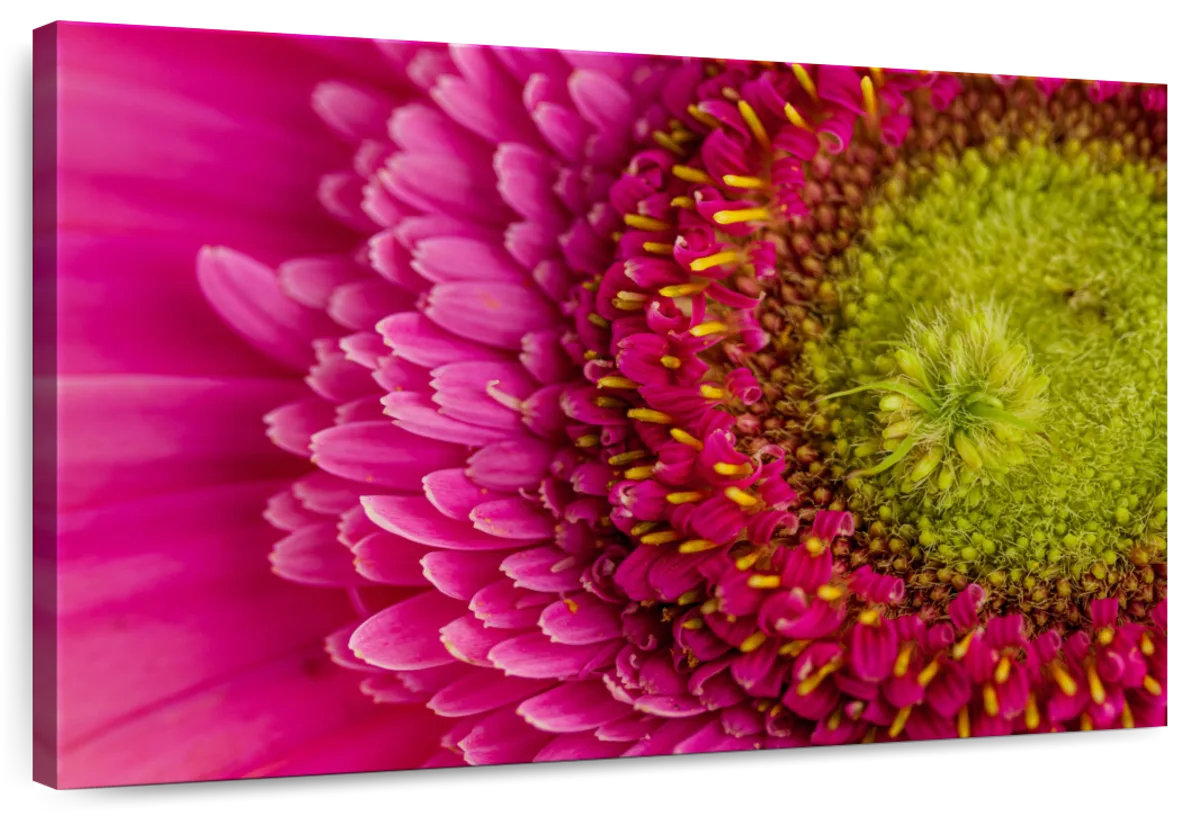 Lark Manor Harnek Magnified Gerbera Daisy - Wayfair Canada