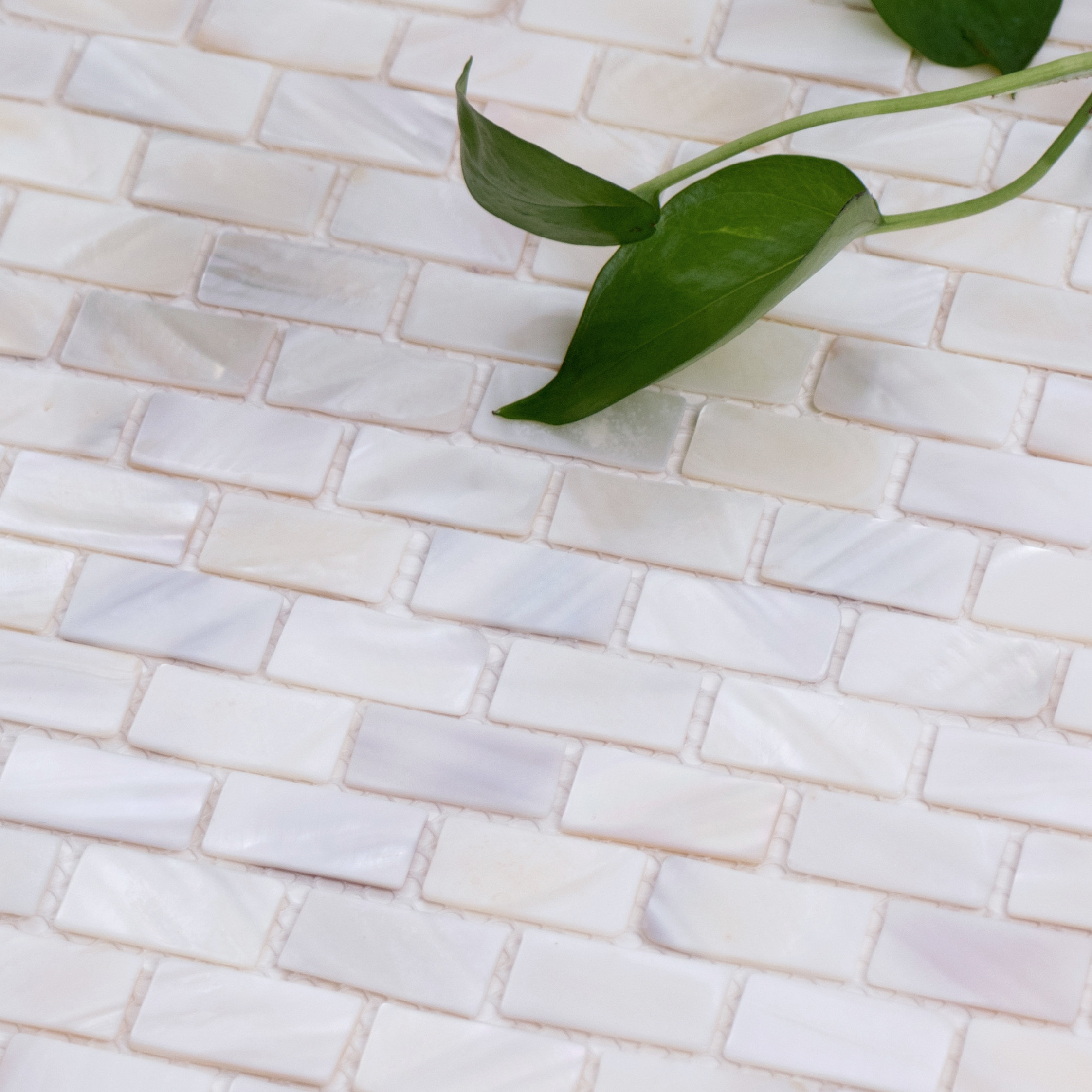 WS Tiles® Mother of Pearl 0.6" x 1.2" Seashell Brick Joint Mosaic Sheet ...