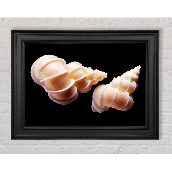 Highland Dunes Beautiful Shell Duo Framed Print | Wayfair.co.uk