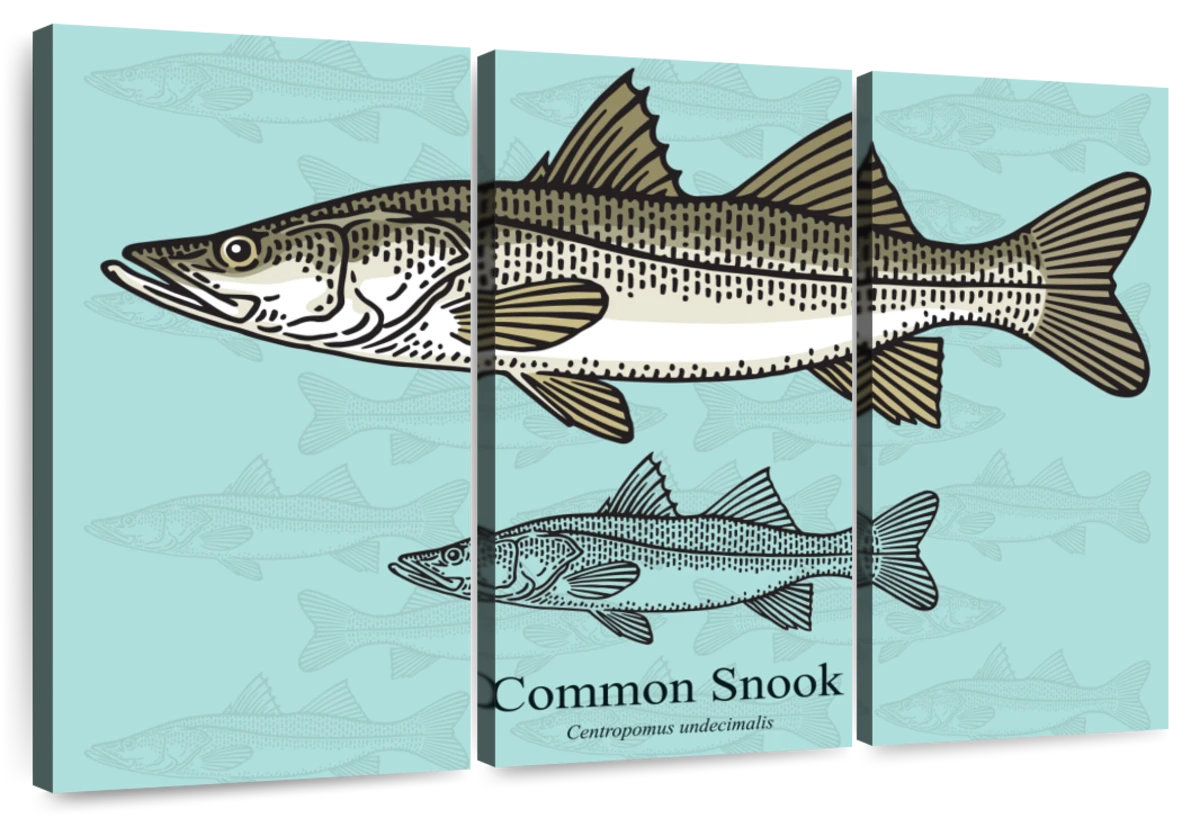 Ebern Designs Brampt Common Snook | Wayfair