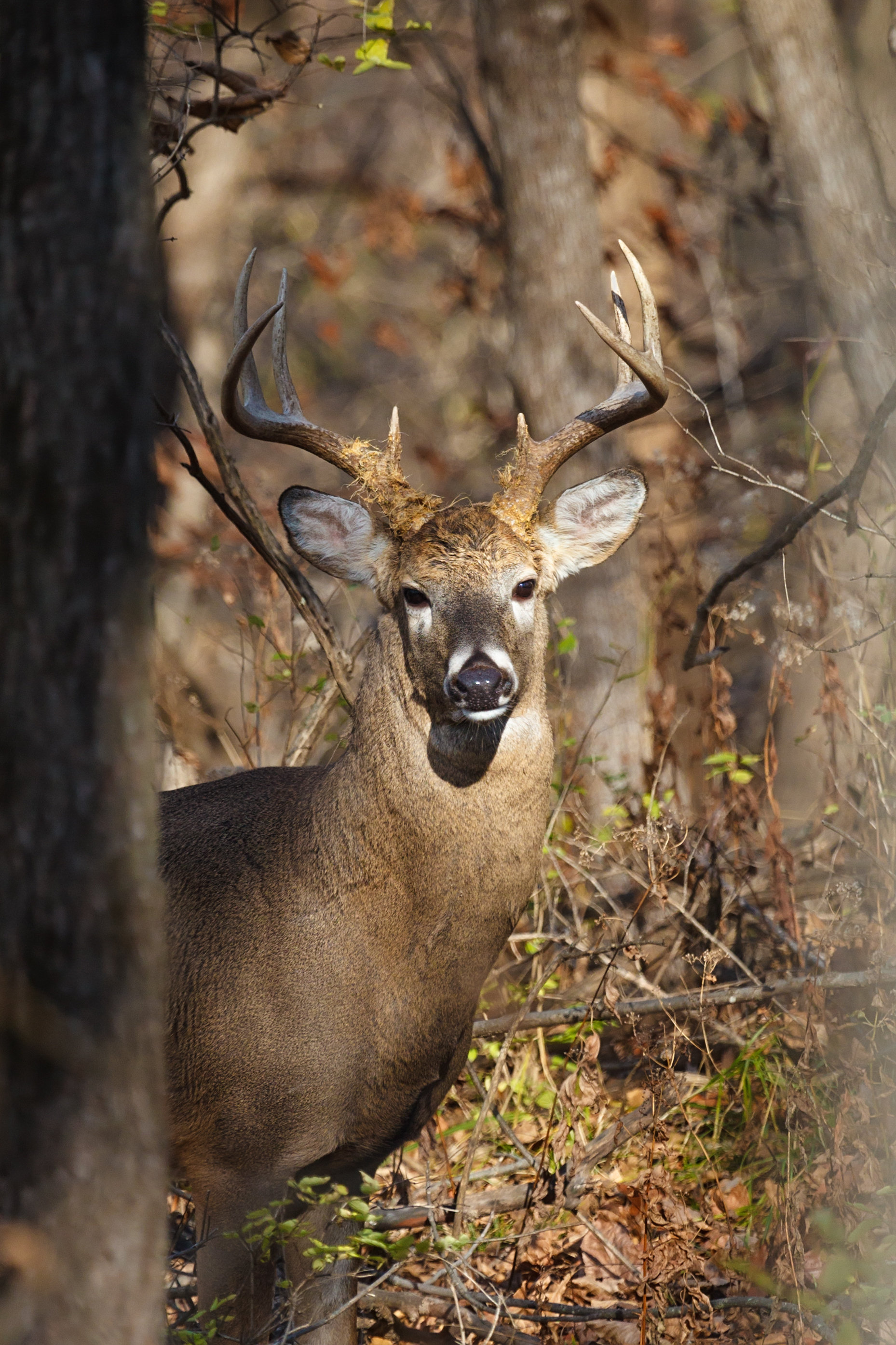 Millwood Pines White-Tailed Eight-Point Buck On Canvas by Igorkov ...