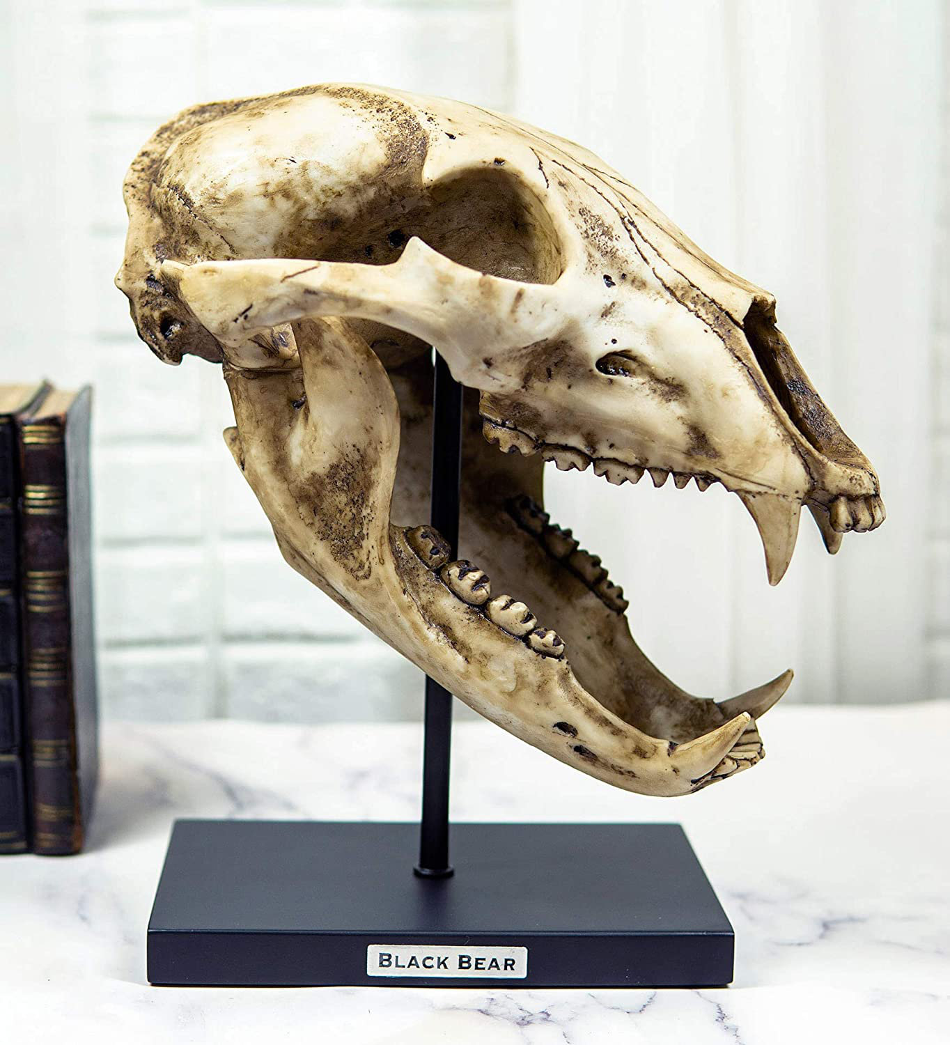 Union Rustic Ebros Faux Taxidermy Replica Fossil Style Black Bear Skull ...