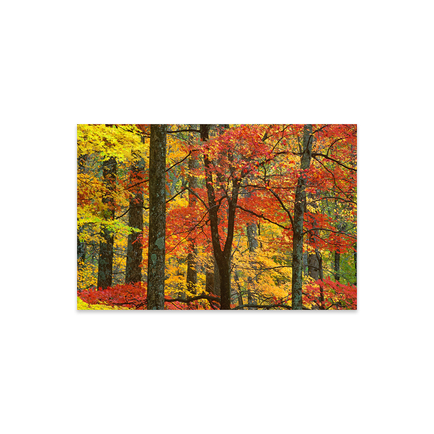 Millwood Pines Maple Trees In Autumn, Great Smoky Mountains National ...