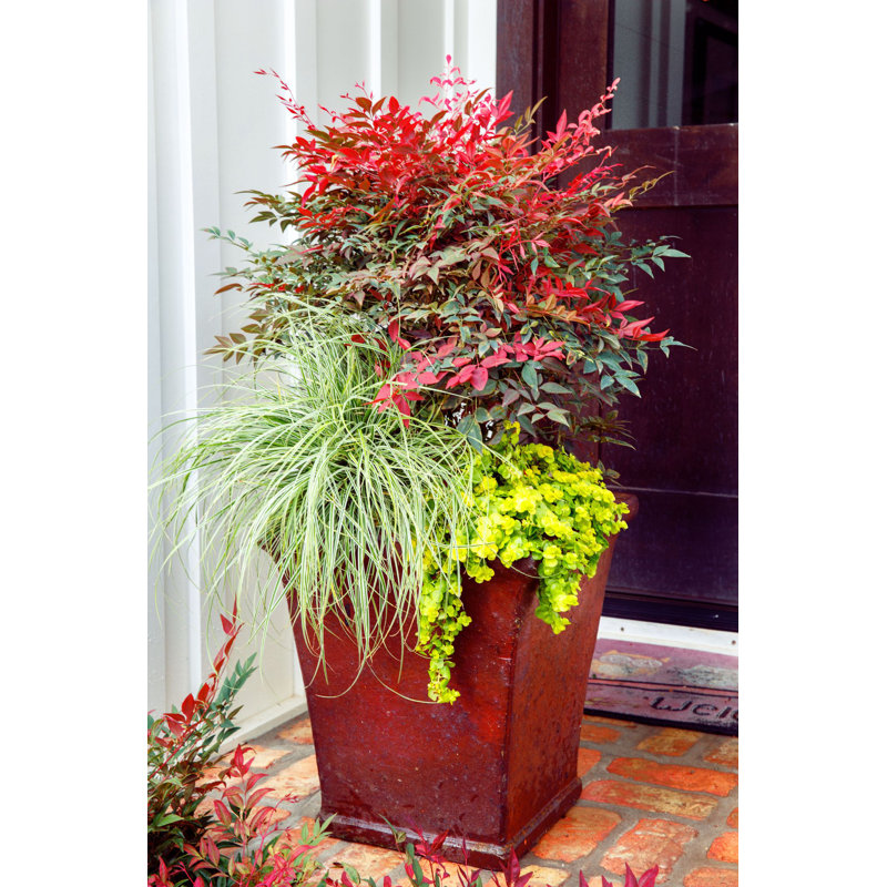 Southern Living Plant Collection 2.5 Quart Obsession Nandina - Multi ...