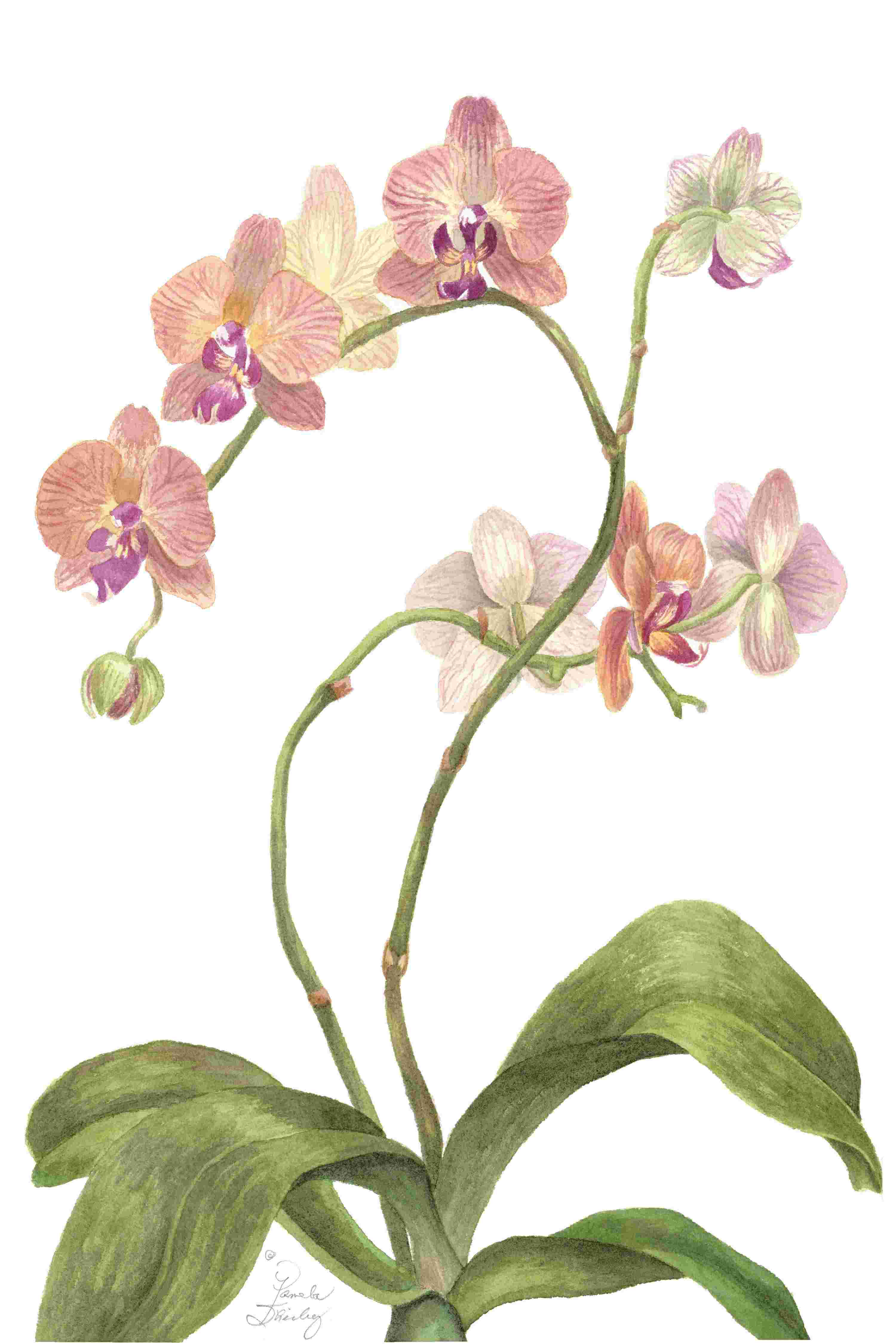 Red Barrel Studio® Orchid Study IV | Wayfair
